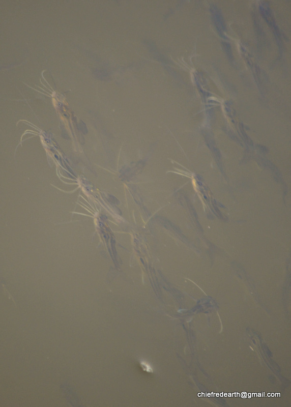 (Mystus) - Marine Life Identification