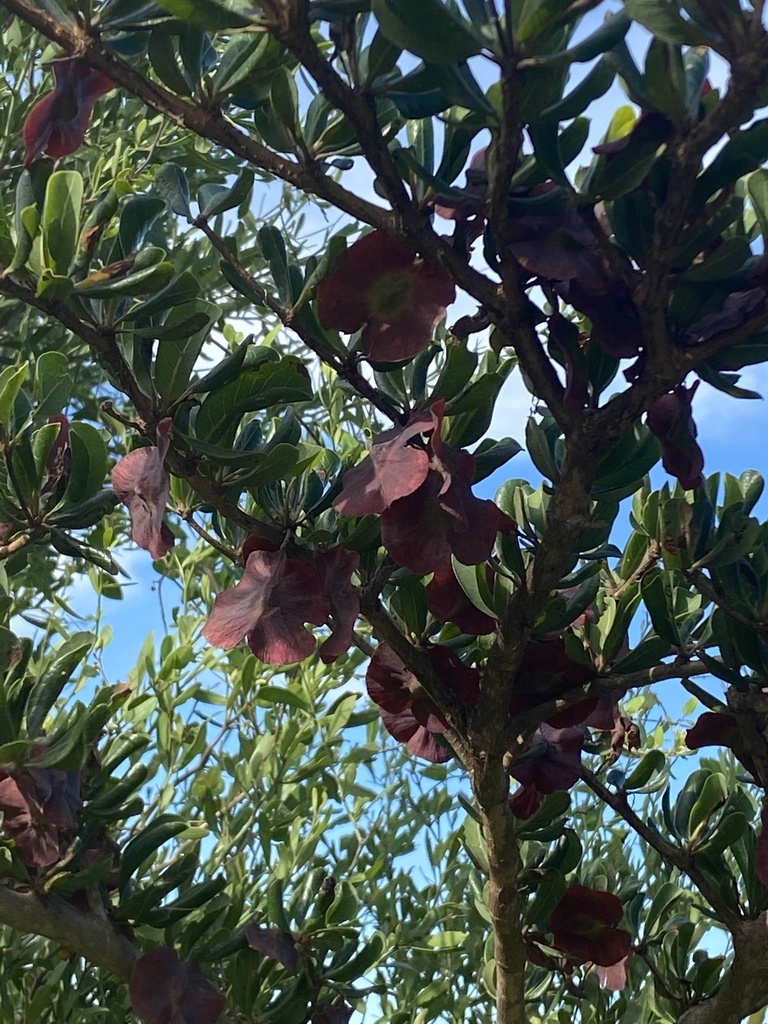(Terminalia seyrigii) - Botanical Realm