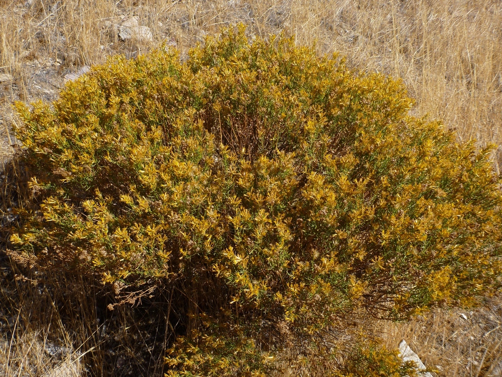 Green Rabbitbrush (Vascular Plant Aid - Salt Creek BioBlitz 2016 ...