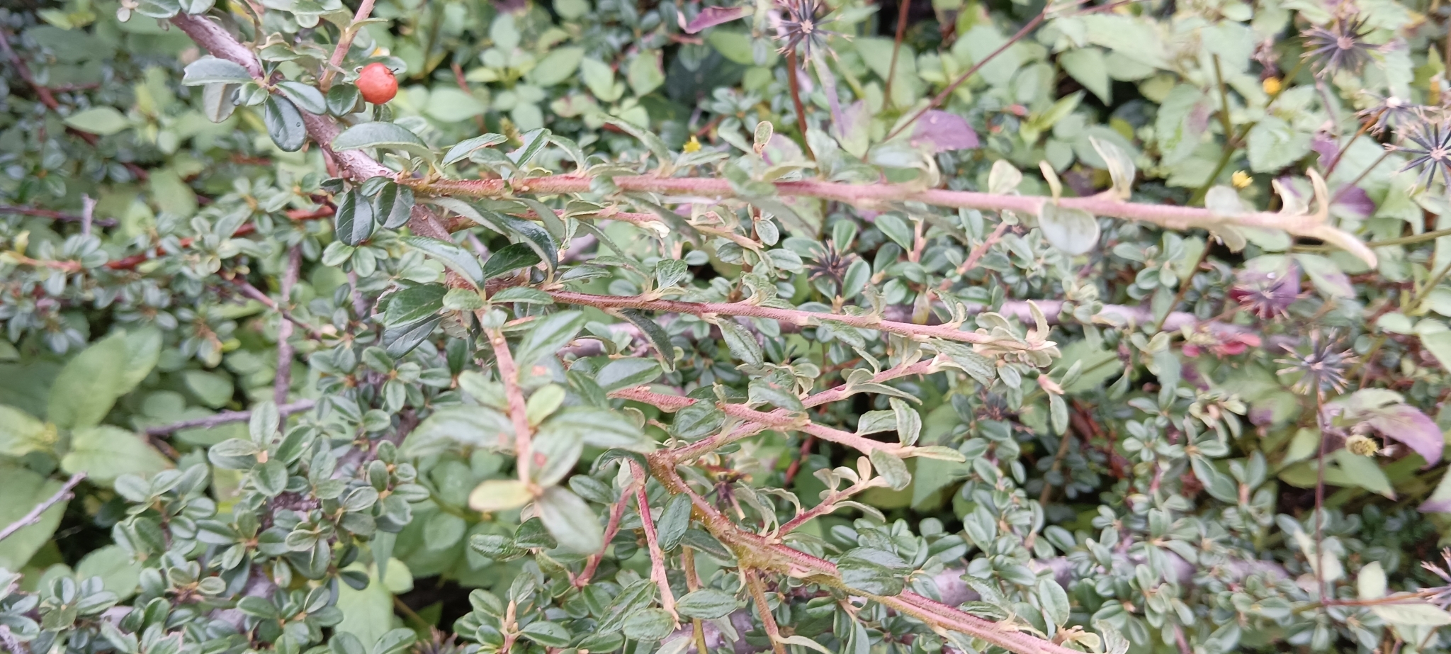 Cotoneaster horizontalis Decne.