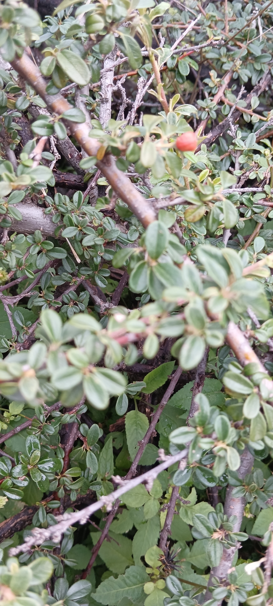 Cotoneaster horizontalis Decne.