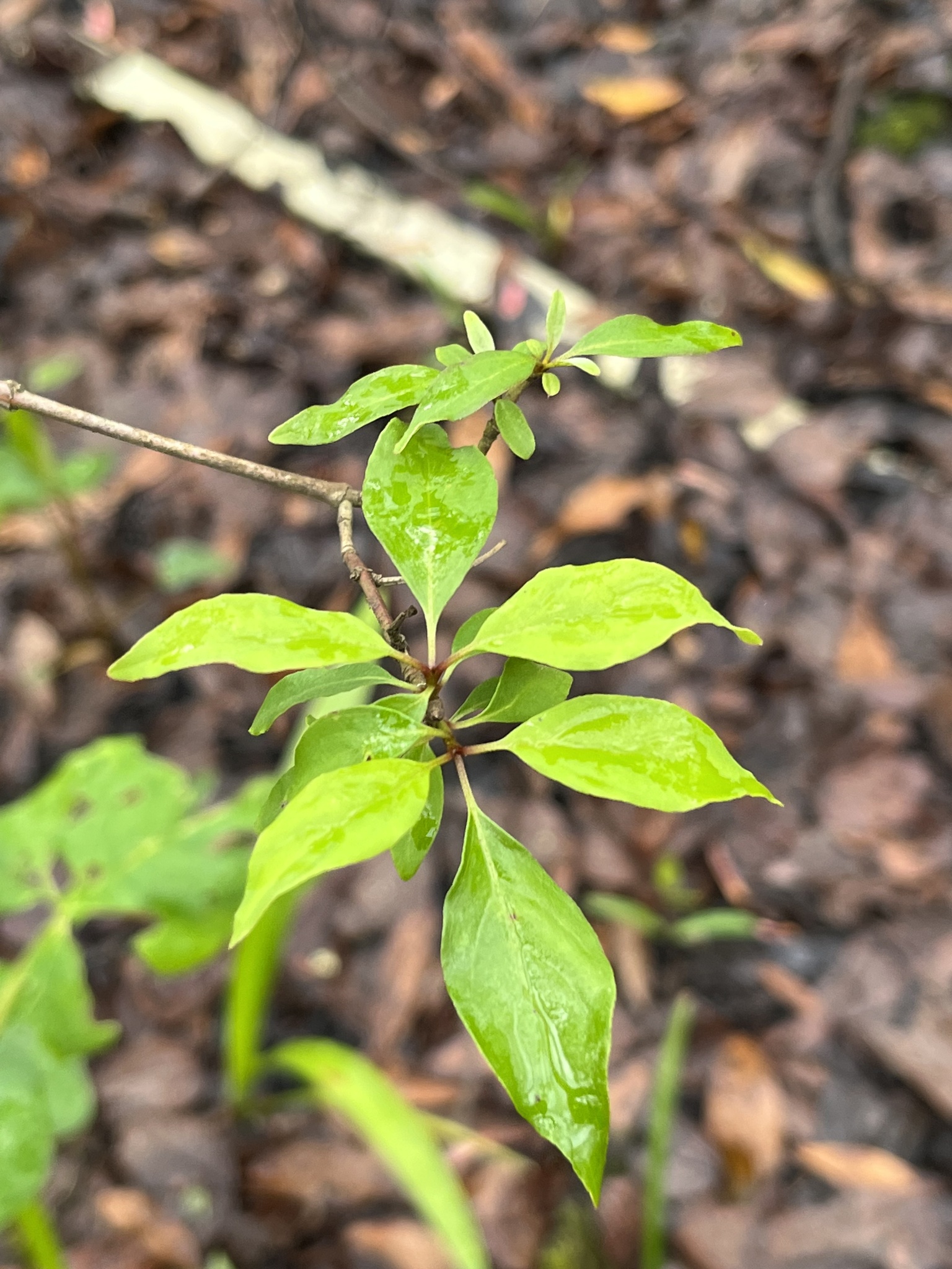 Cornus foemina Mill.