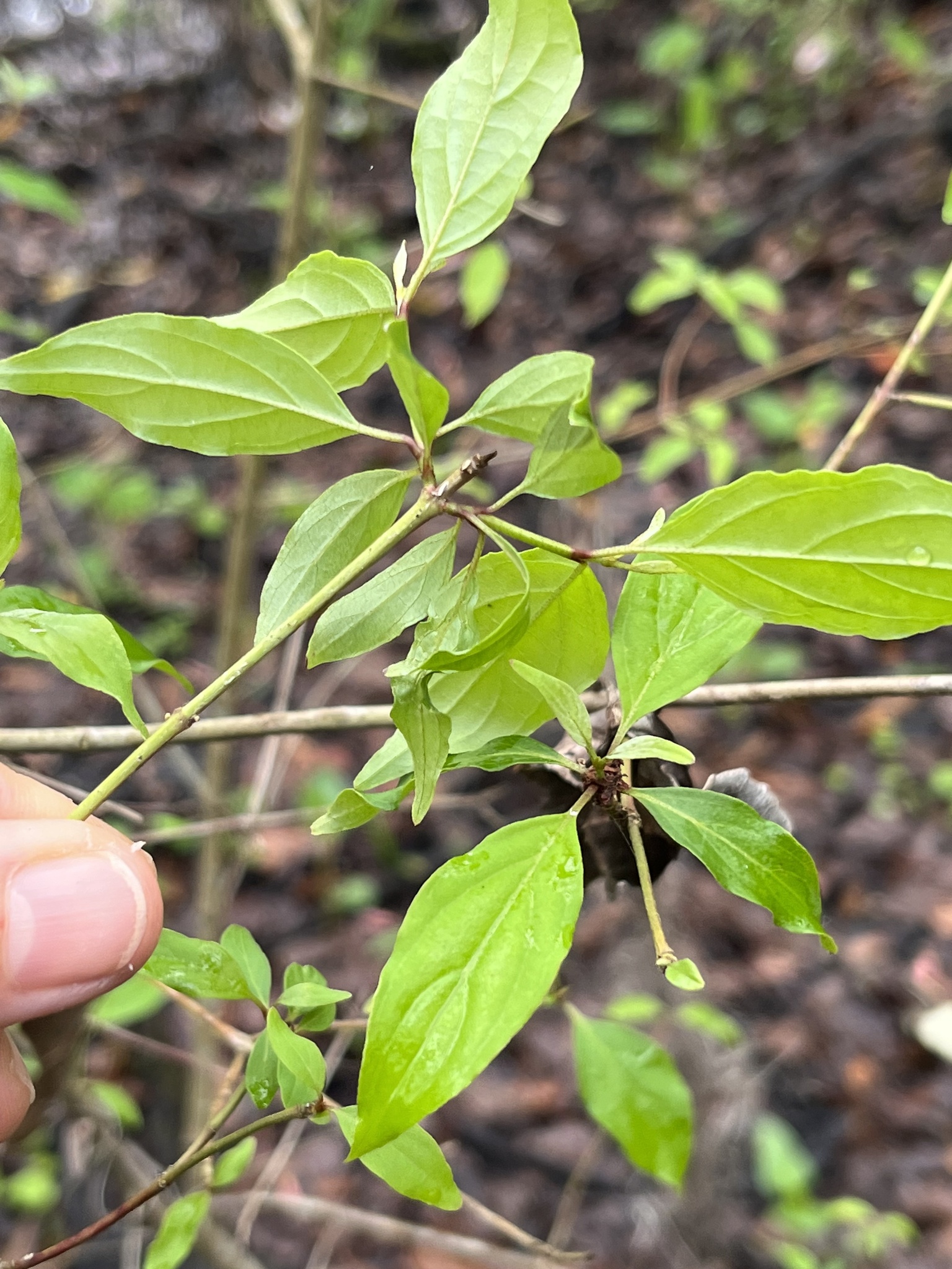 Cornus foemina Mill.