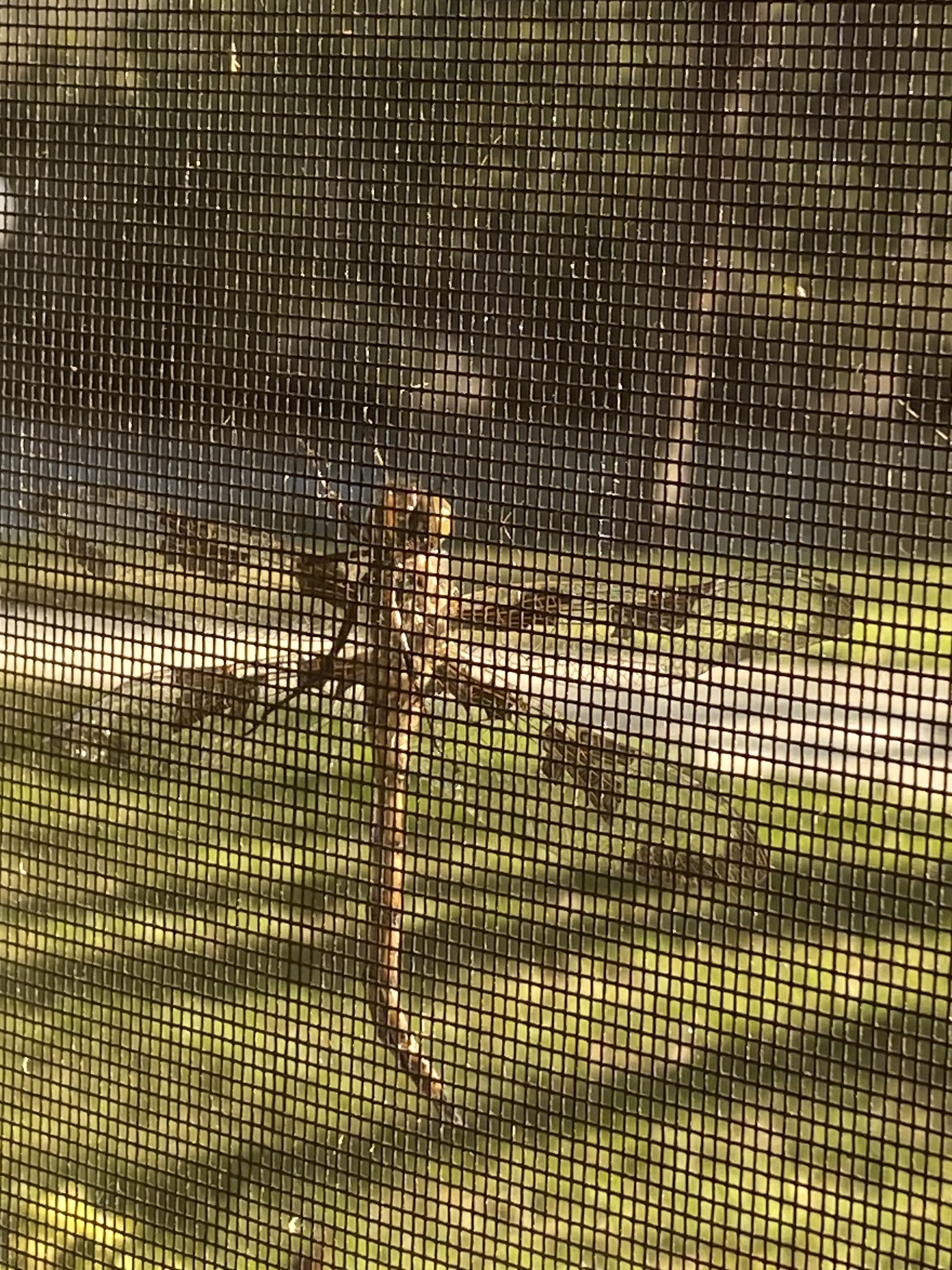 Epitheca princeps Hagen, 1861