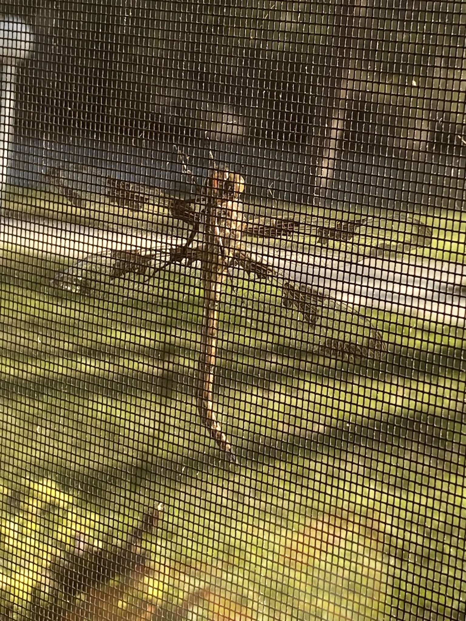 Epitheca princeps Hagen, 1861