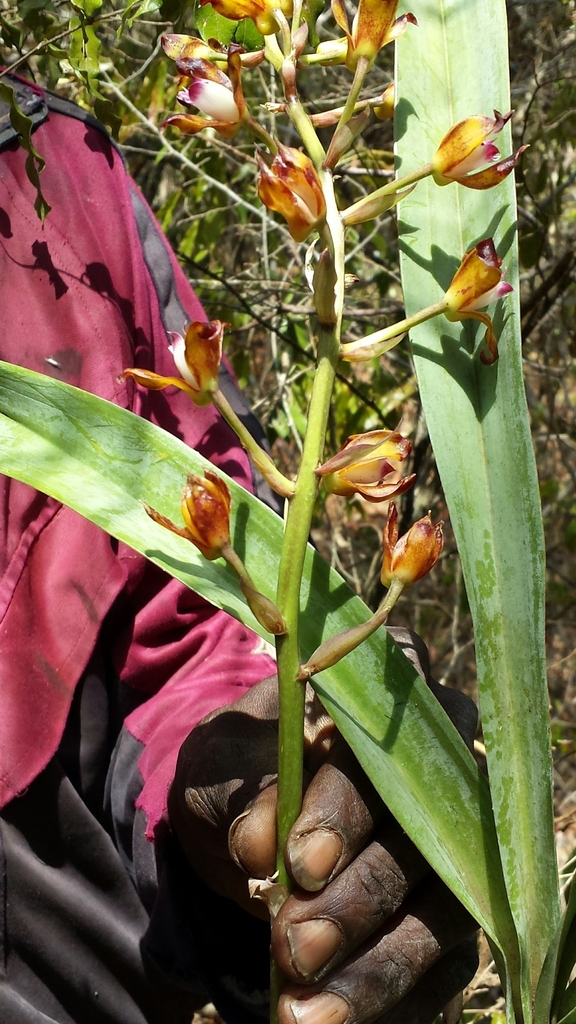 Grammangis (Orchids of Analamazaotra & Ranomafana Parks) · iNaturalist