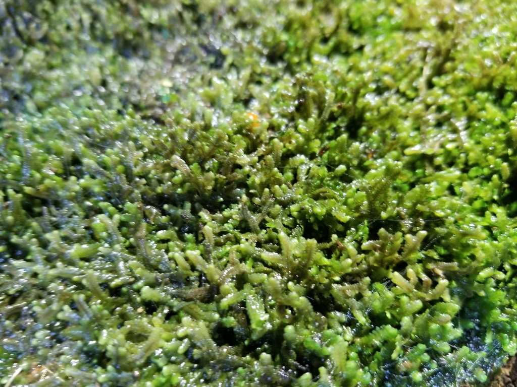 Jubula pennsylvanica from Wolfe County, US-KY, US on February 11, 2023 ...