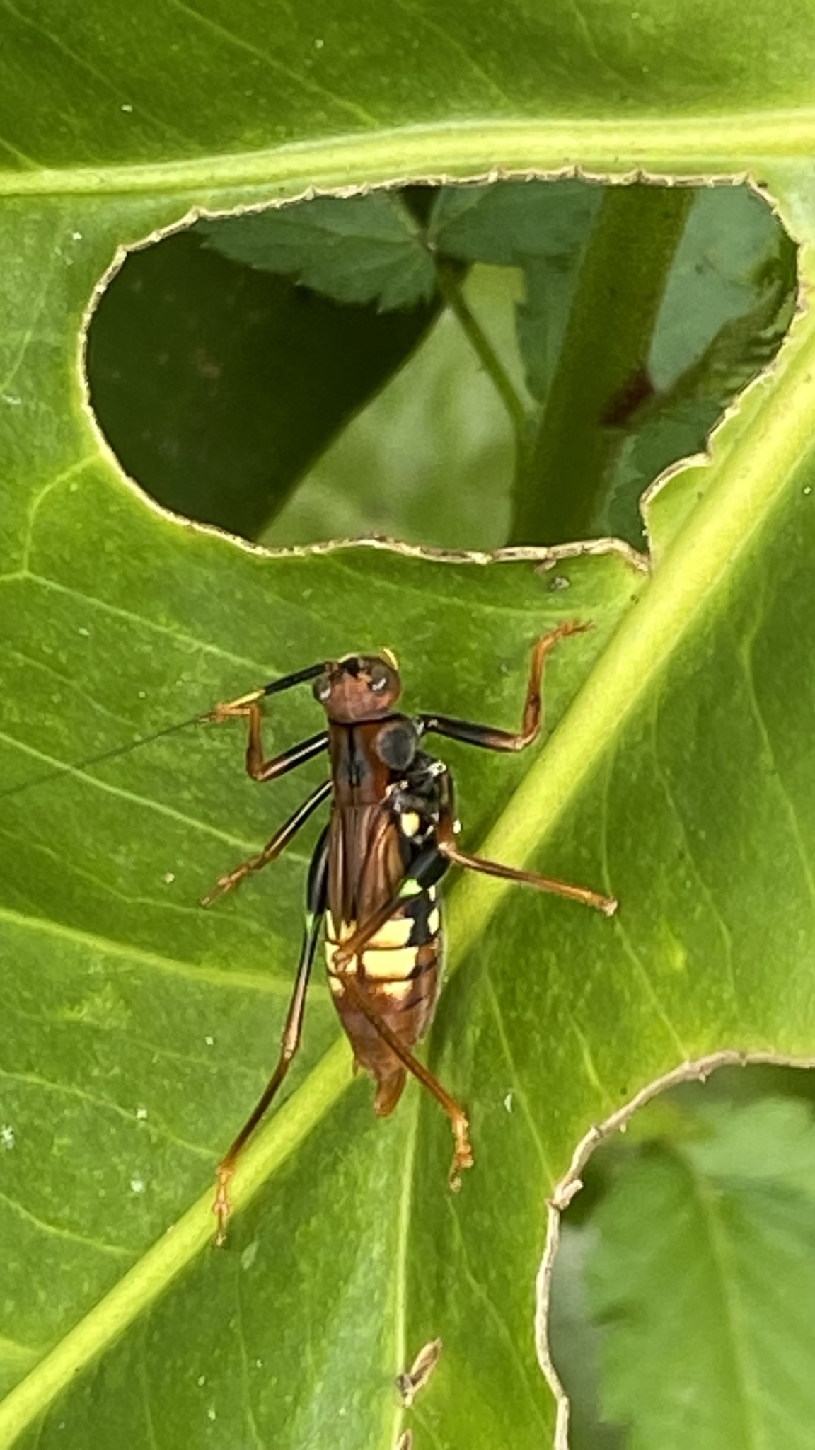 Scaphura nigra (Thunberg, 1824)