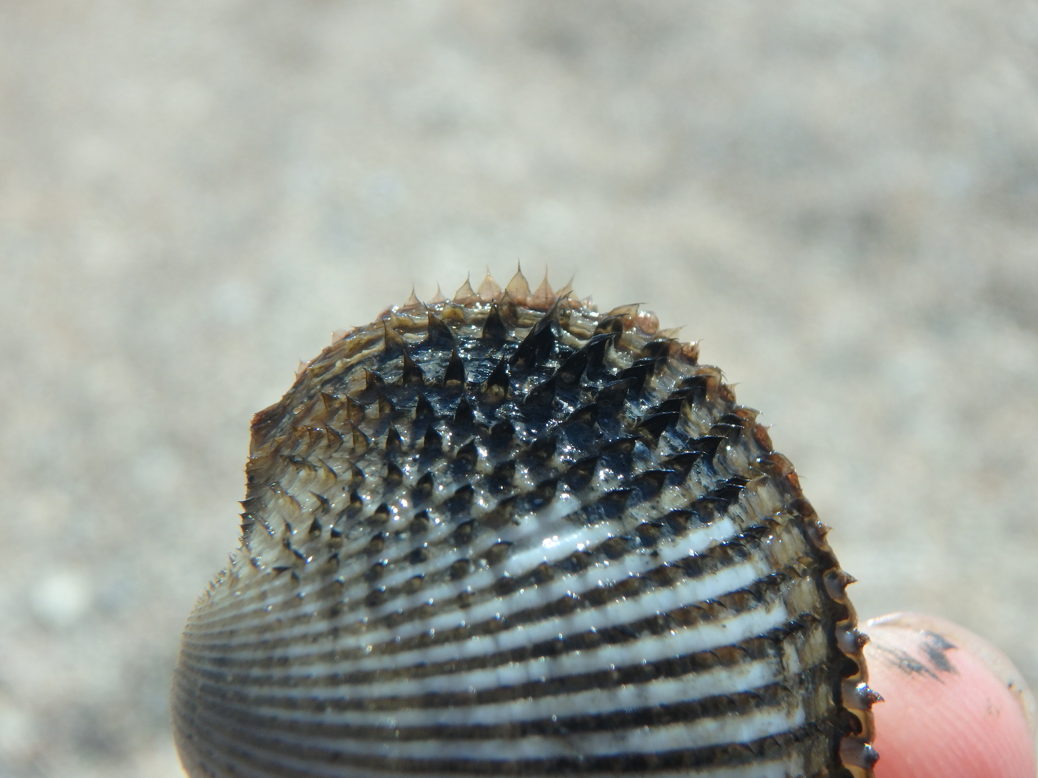 Anadara kagoshimensis (Tokunaga, 1906)