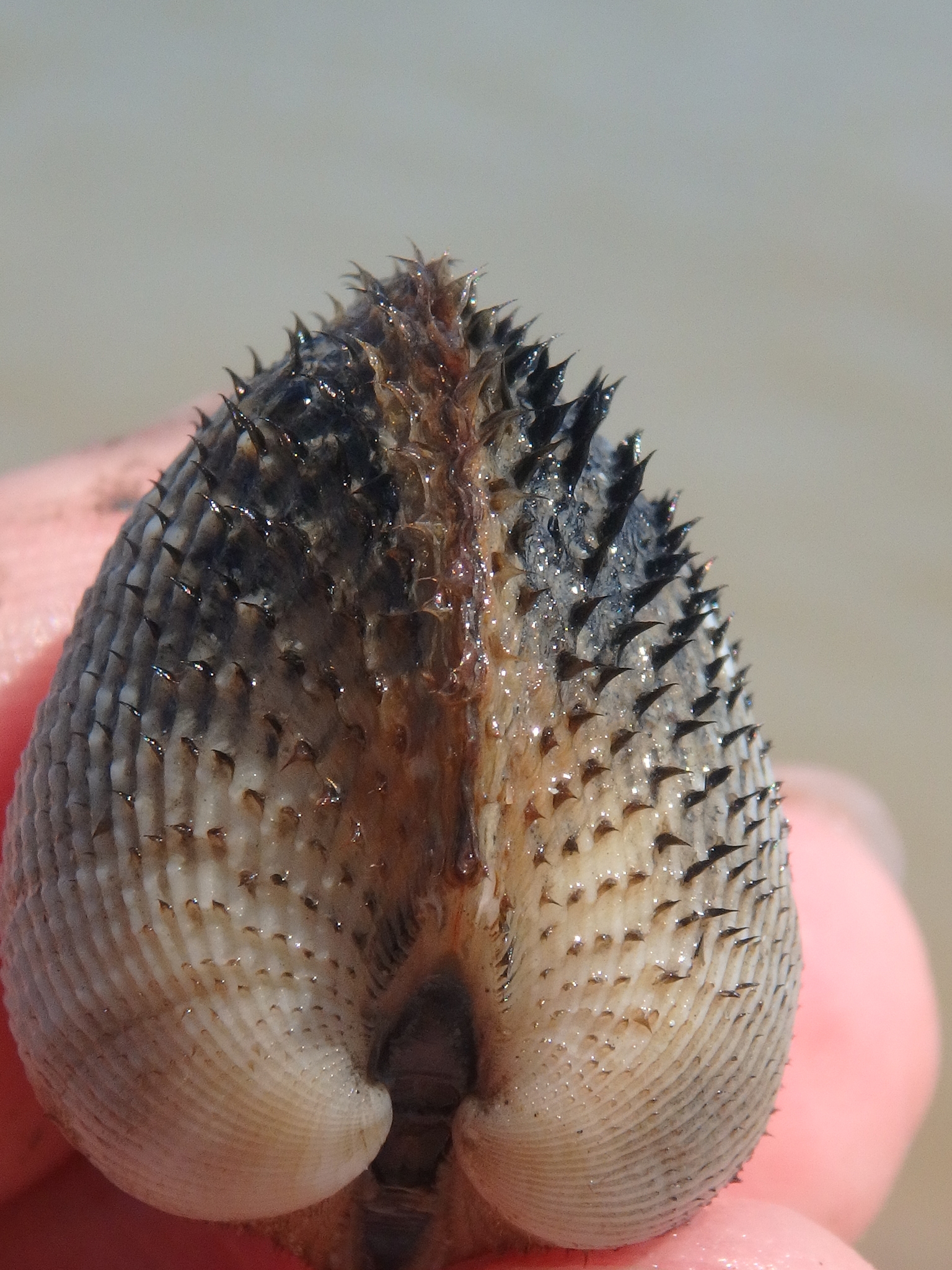 Anadara kagoshimensis (Tokunaga, 1906)