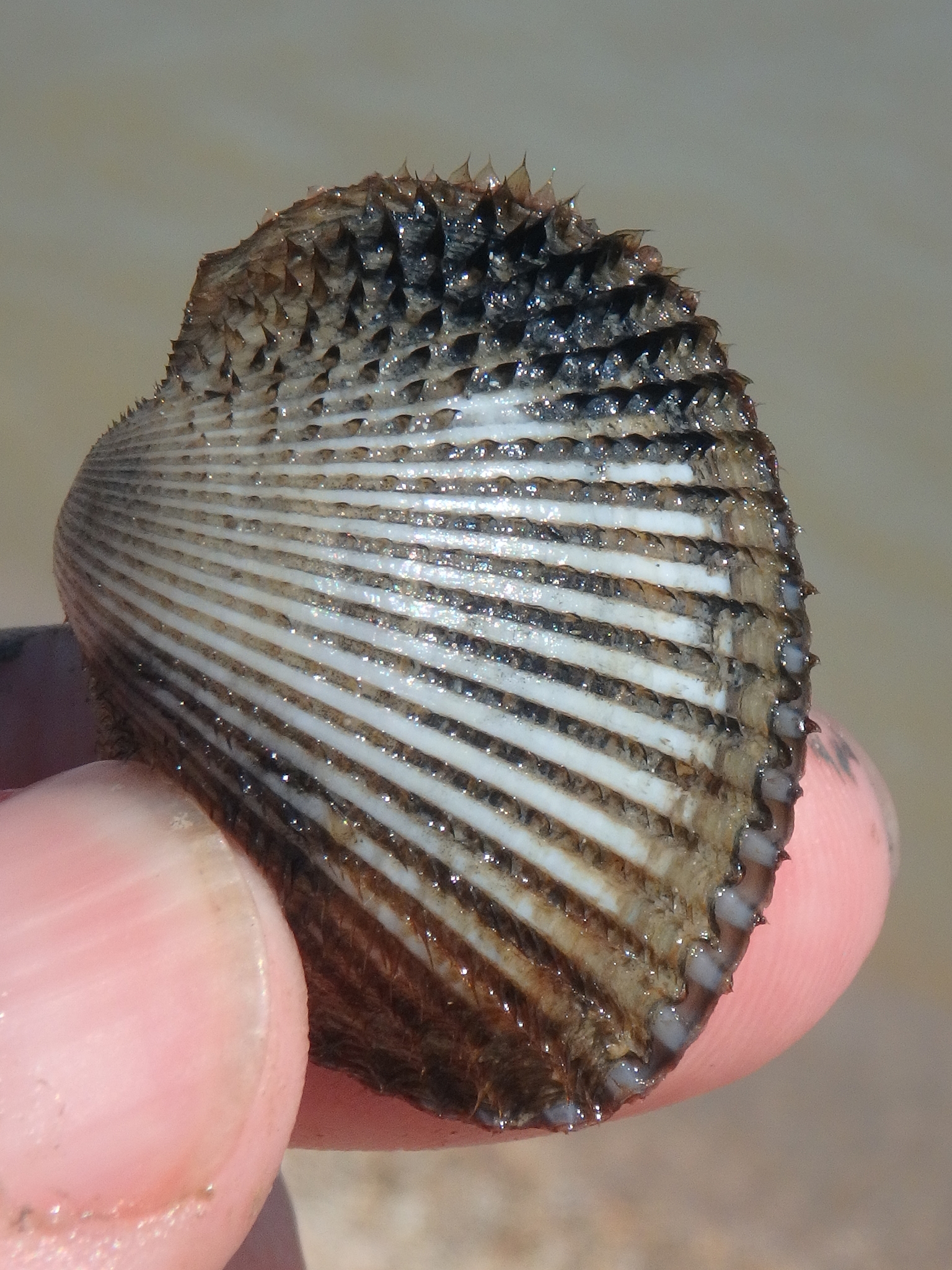 Anadara kagoshimensis (Tokunaga, 1906)