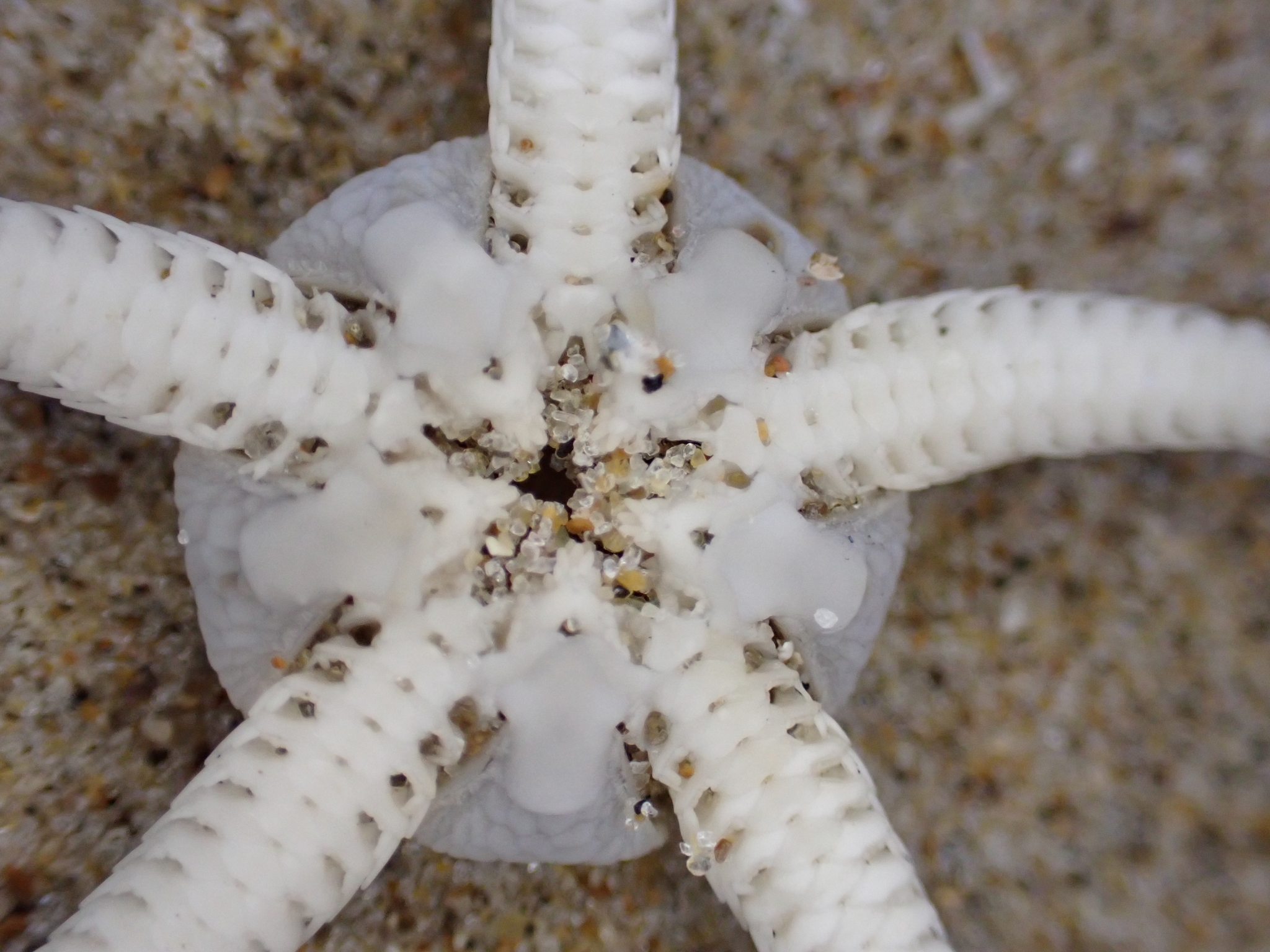 Ophiura ophiura (Linnaeus, 1758)