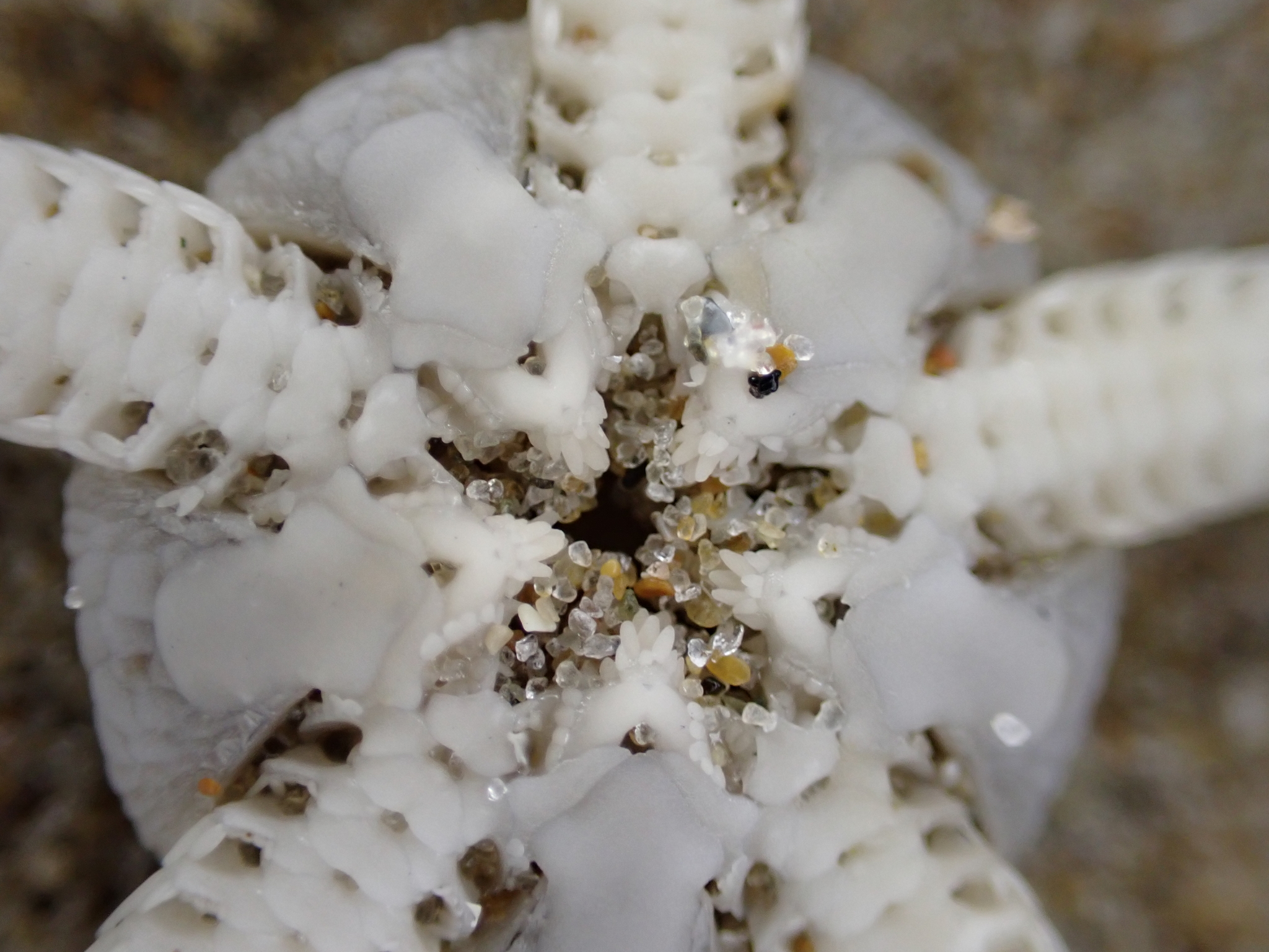 Ophiuridae