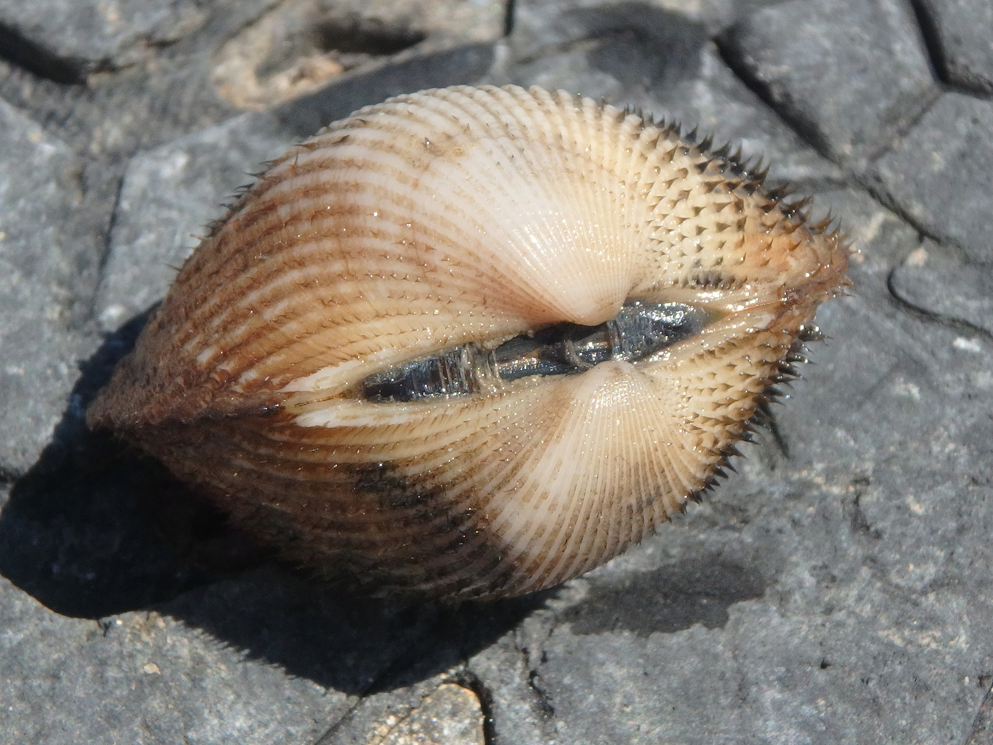 Anadara kagoshimensis (Tokunaga, 1906)