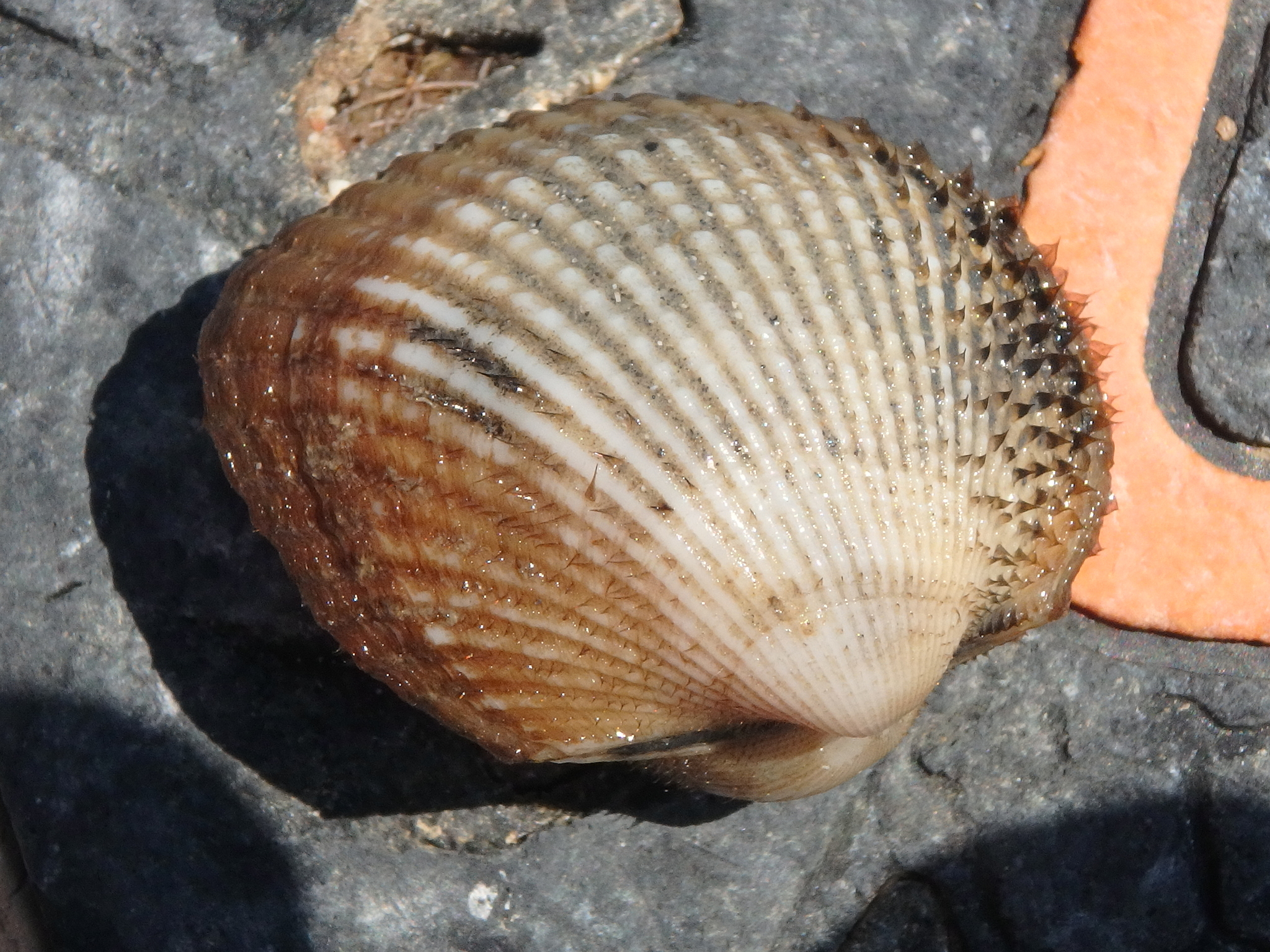 Anadara kagoshimensis (Tokunaga, 1906)