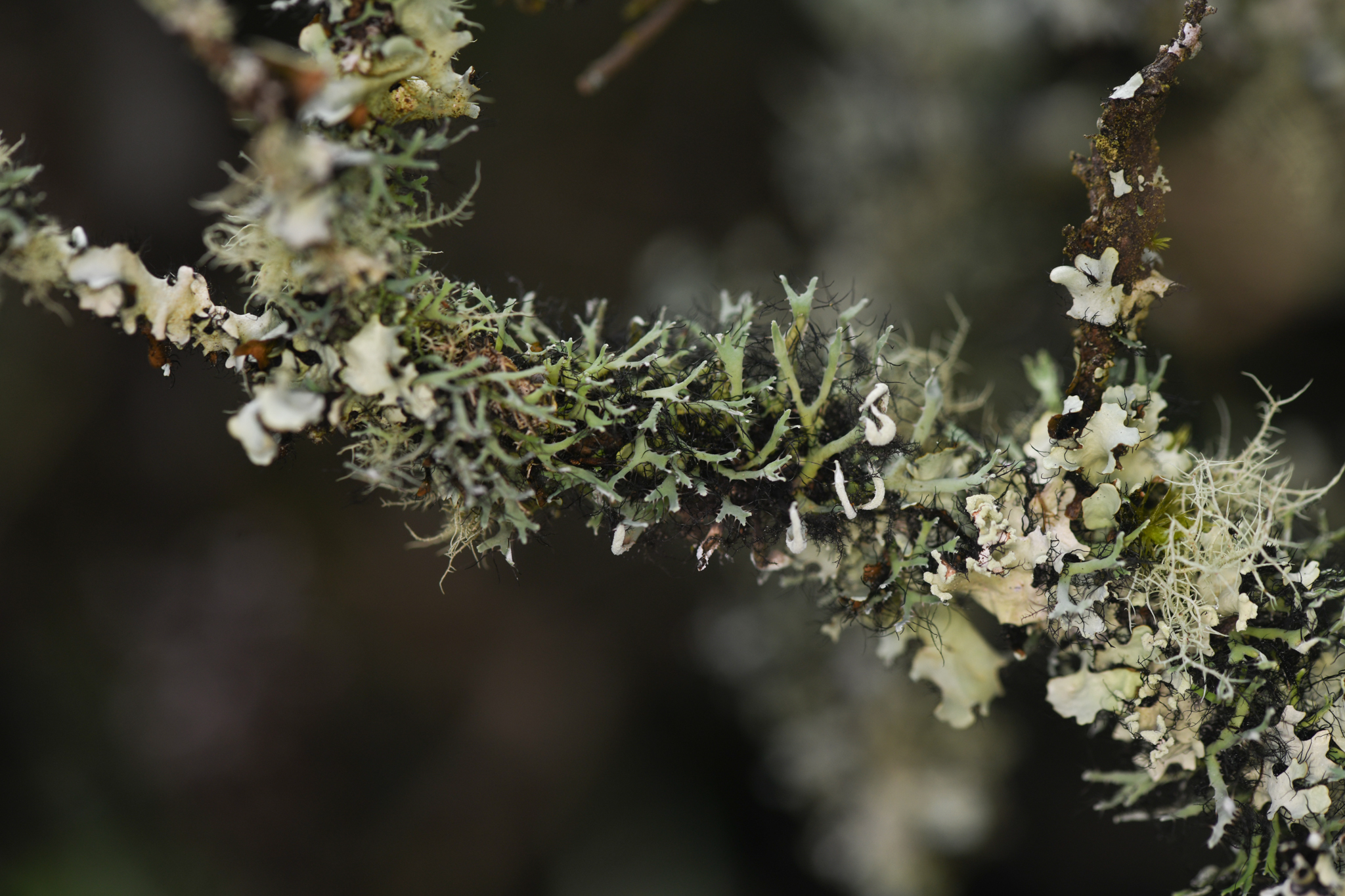 Leucodermia leucomelos (L.) Kalb