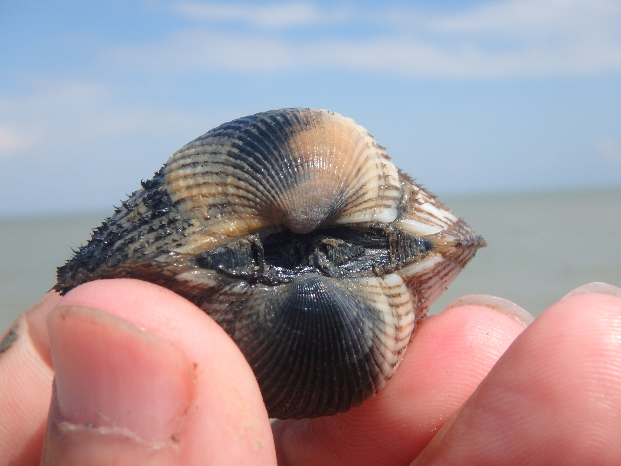 Anadara kagoshimensis (Tokunaga, 1906)