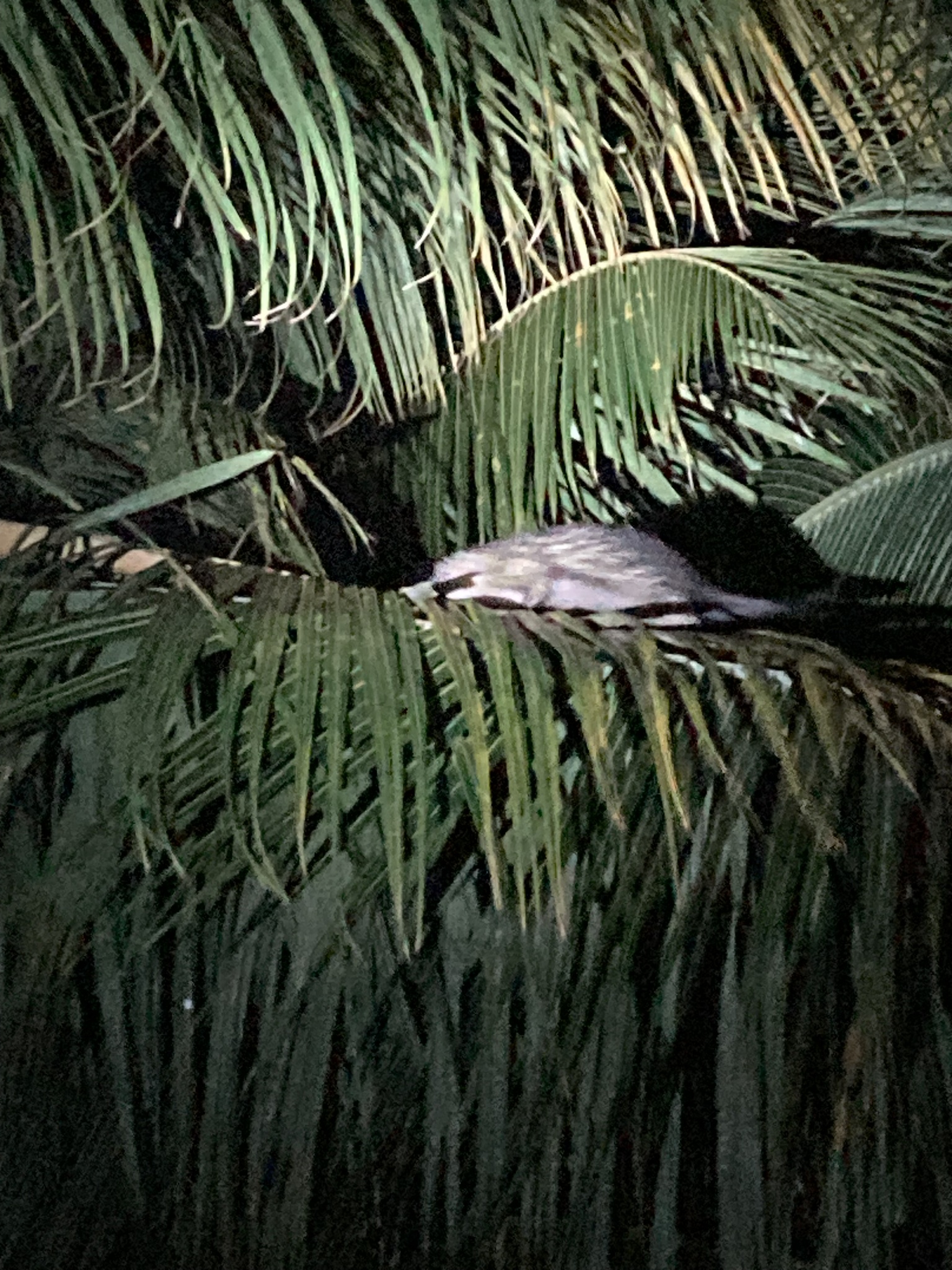 Sphiggurus mexicanus (Kerr, 1792)