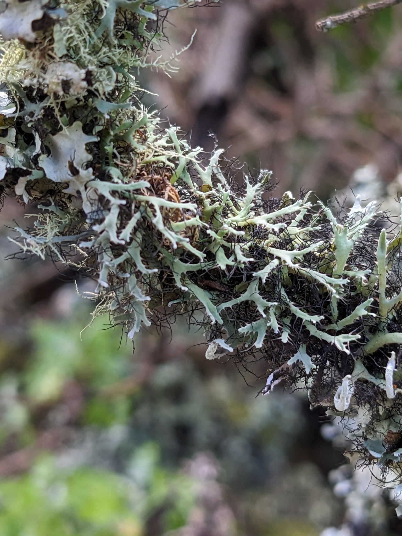 Leucodermia leucomelos (L.) Kalb