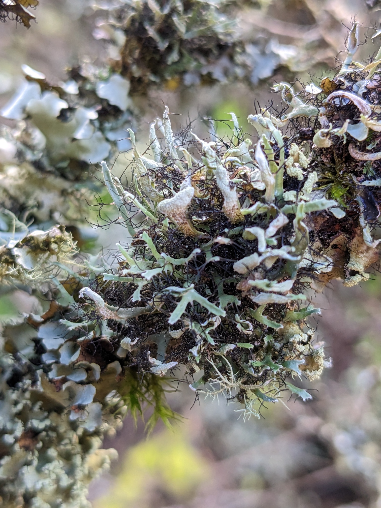 Leucodermia leucomelos (L.) Kalb