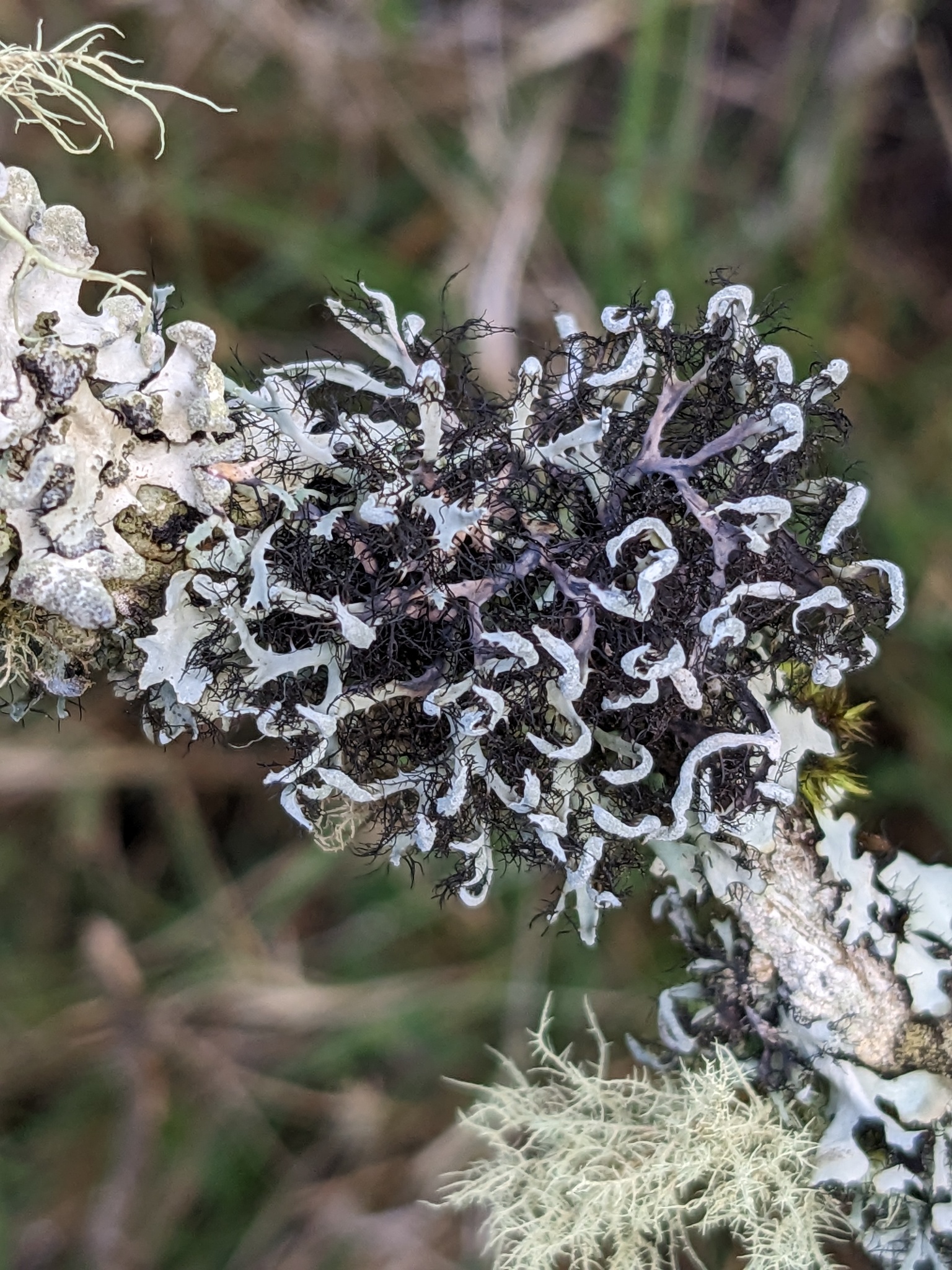 Leucodermia leucomelos (L.) Kalb