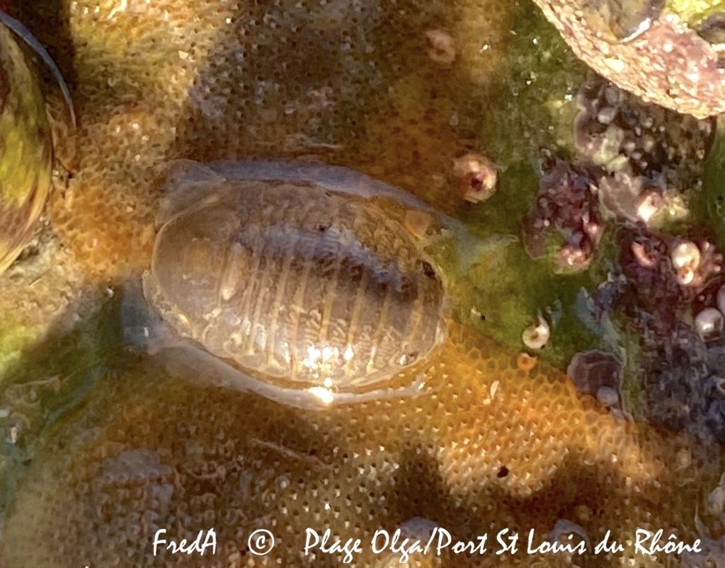 Sphaeroma serratum from Bouches-du-Rhône, Provence-Alpes-Côte d'Azur ...