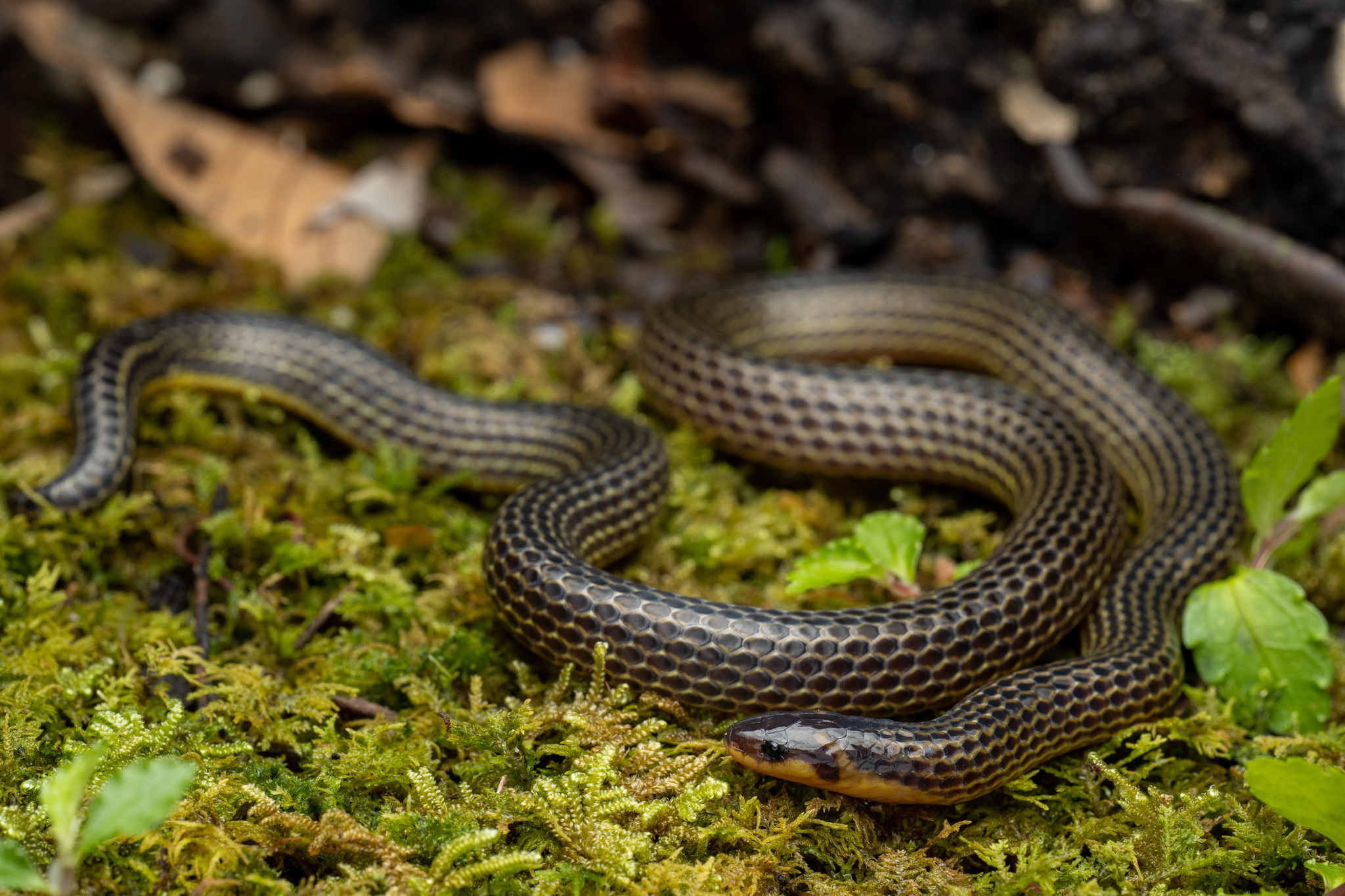 Calamaria H.Boie, 1827