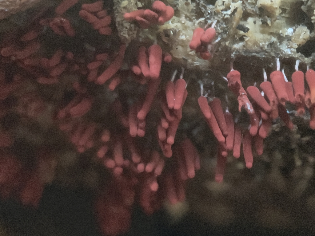 carnival candy slime mold from Puntarenas Province, Costa Rica on January 19, 2023 at 10:54 AM ...