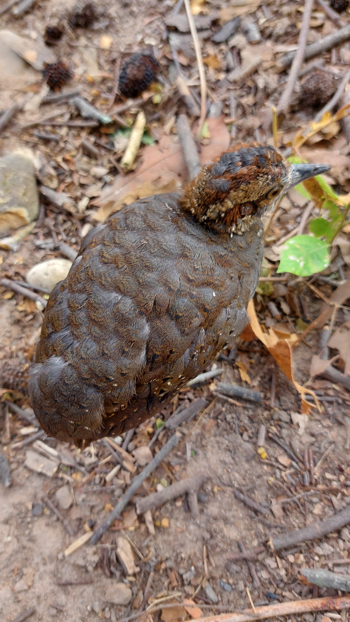 Crypturellus Brabourne & C.Chubb, 1914