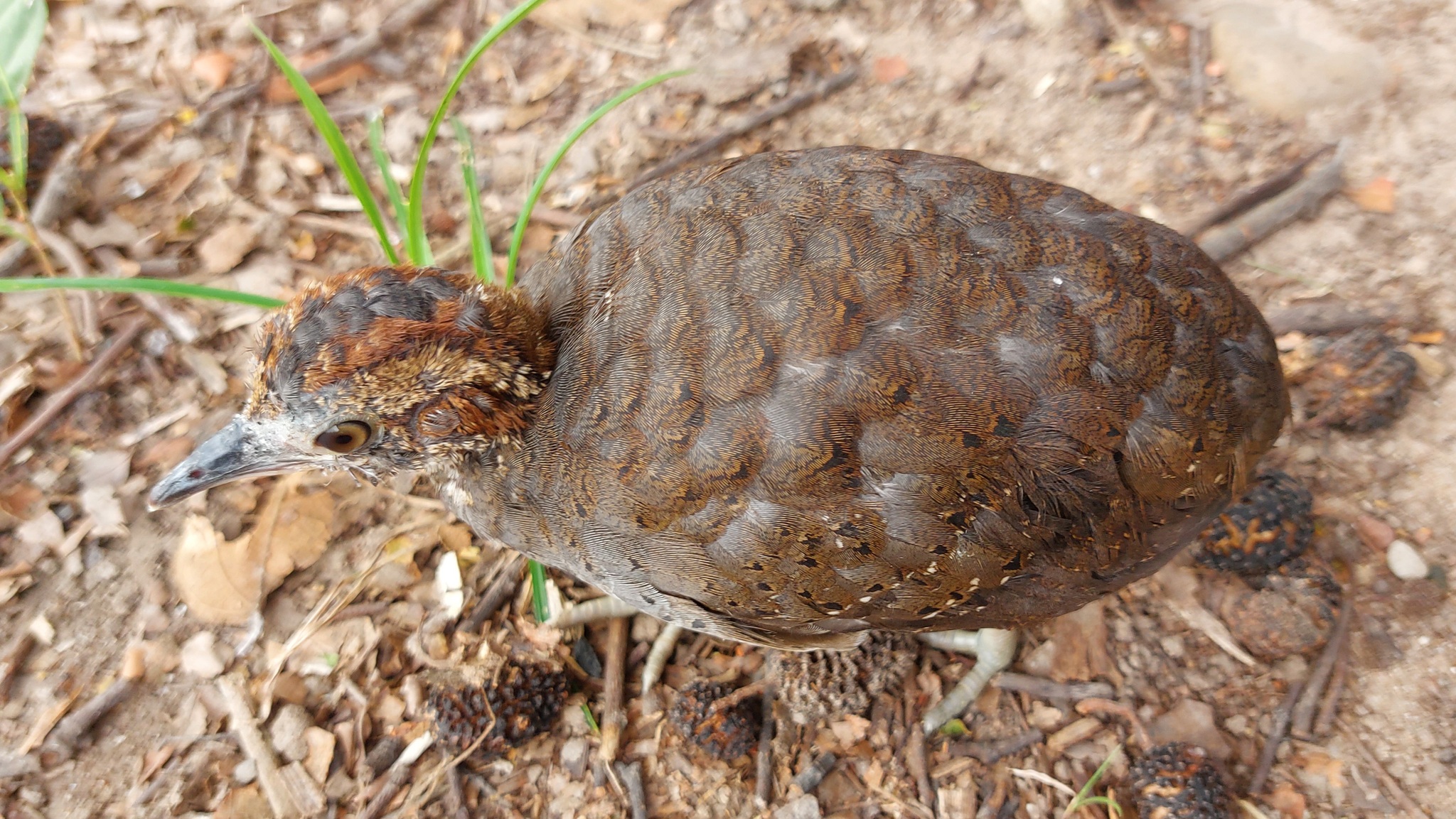 Crypturellus Brabourne & C.Chubb, 1914