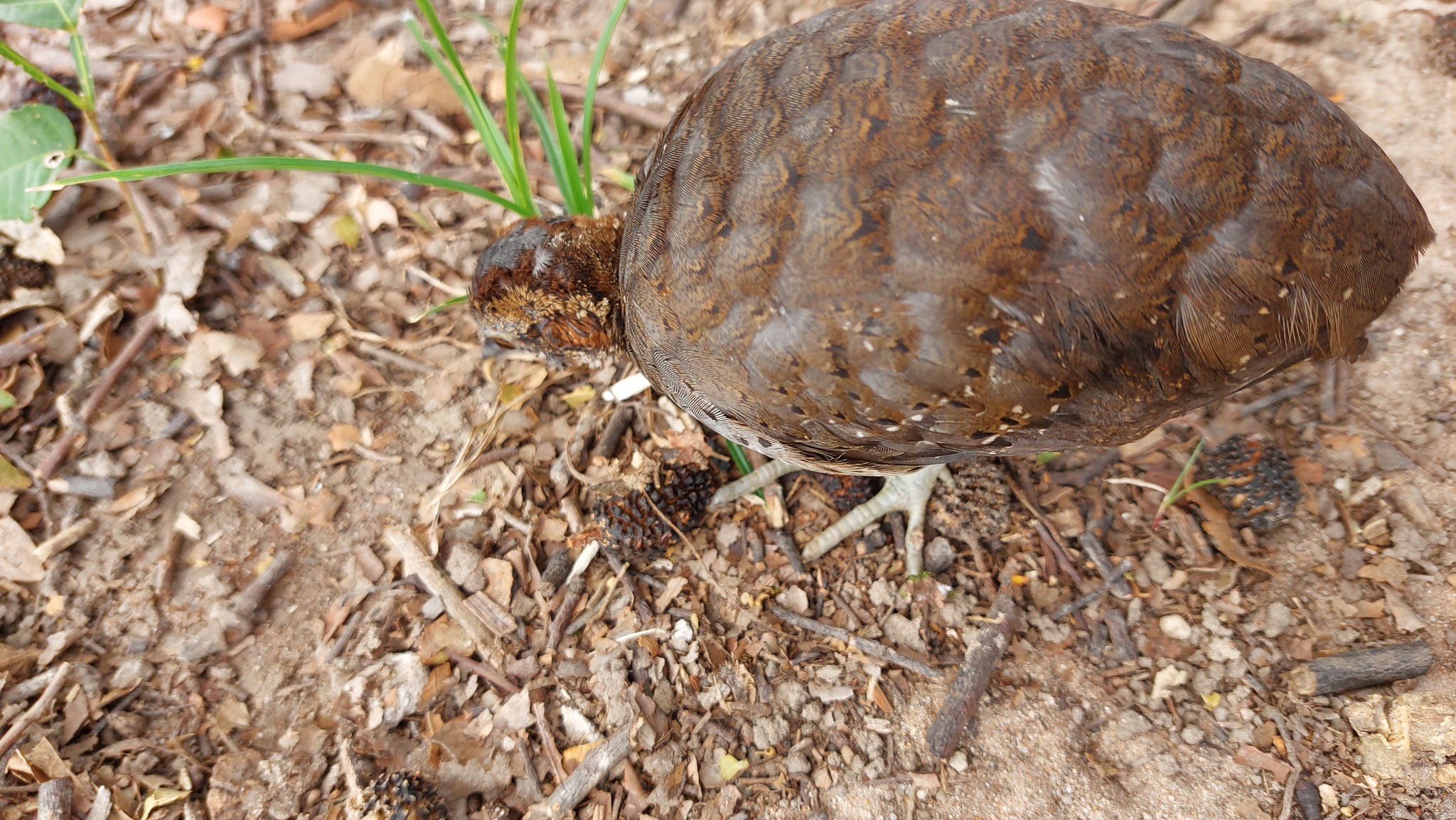 Crypturellus Brabourne & C.Chubb, 1914
