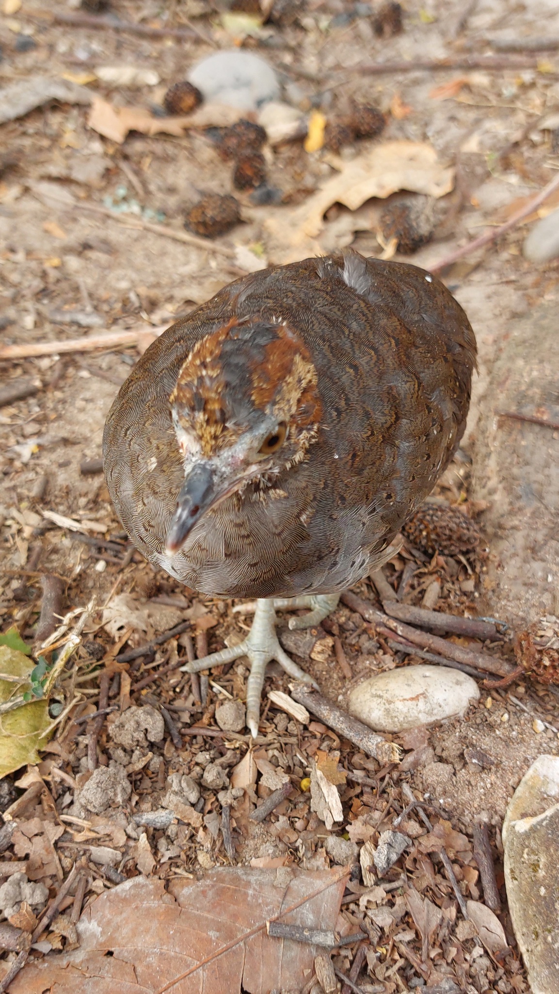 Crypturellus Brabourne & C.Chubb, 1914