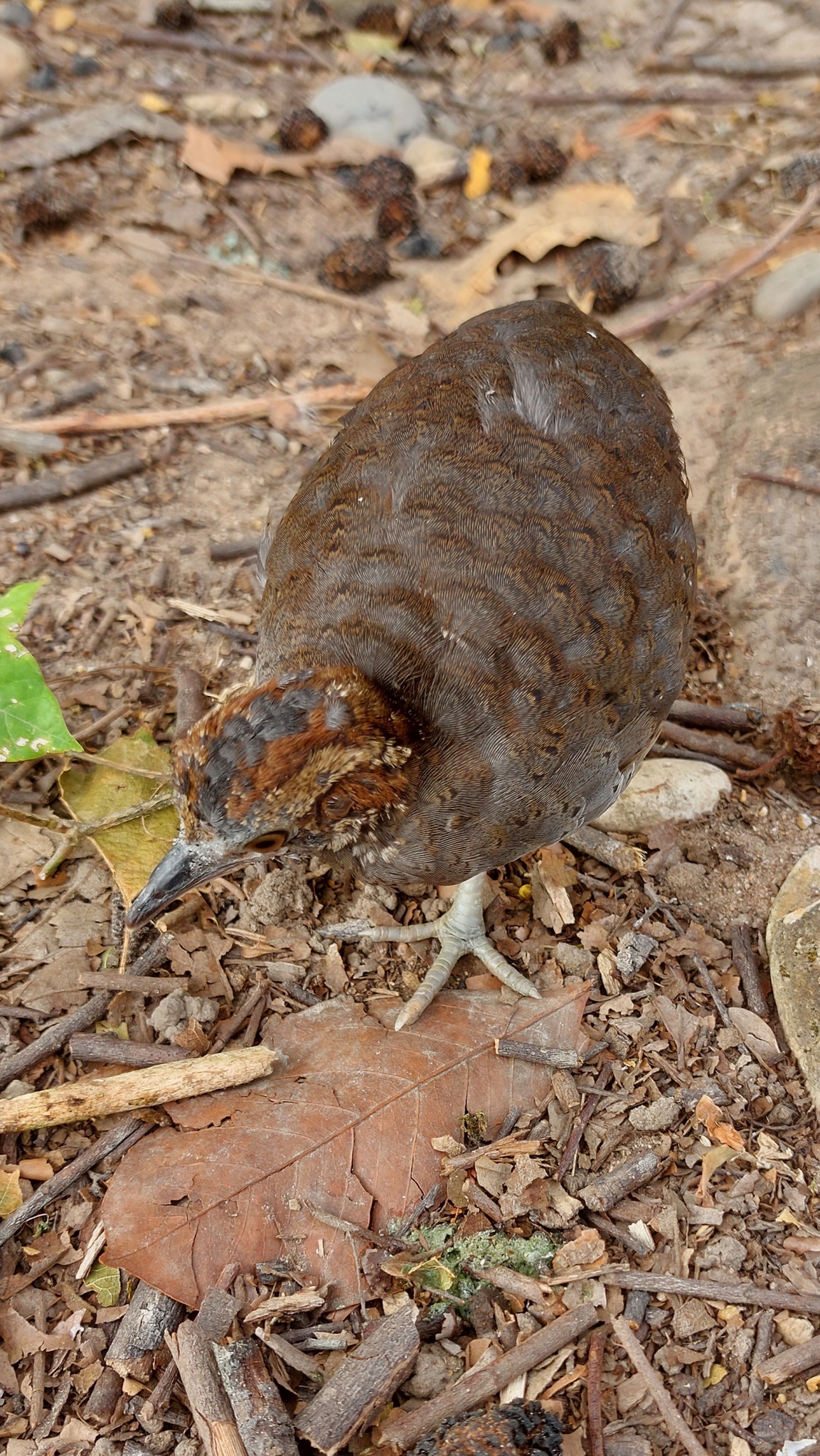 Crypturellus Brabourne & C.Chubb, 1914