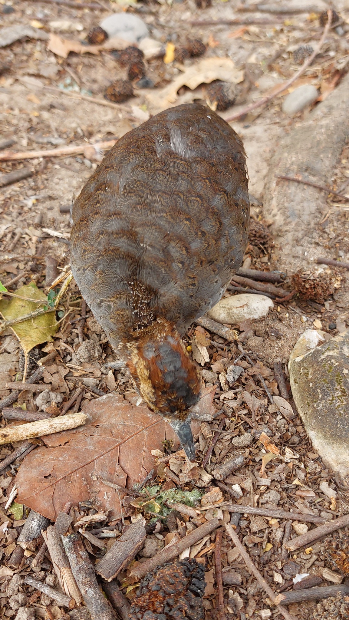 Crypturellus Brabourne & C.Chubb, 1914