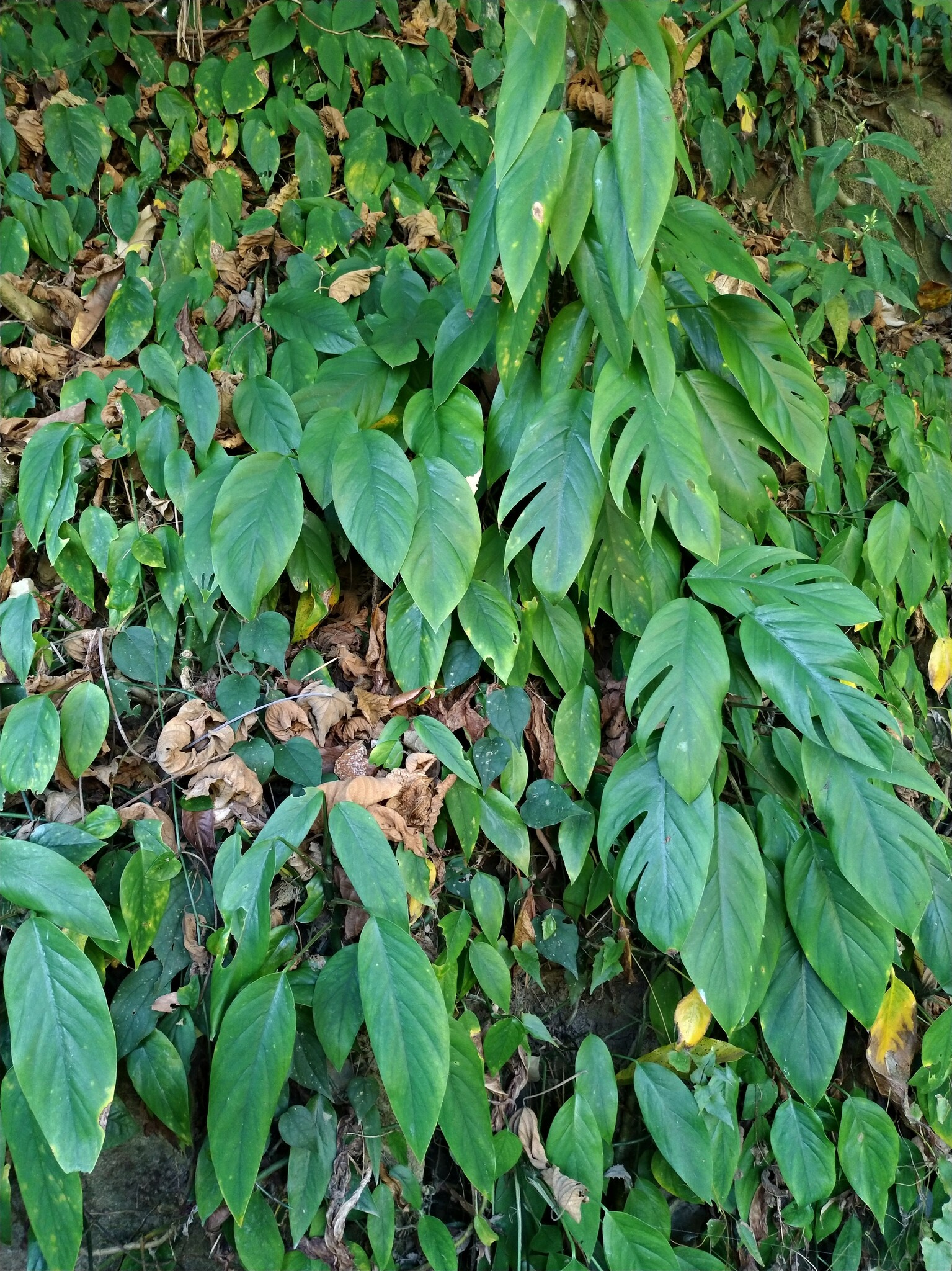 Epipremnum pinnatum (L.) Engl.