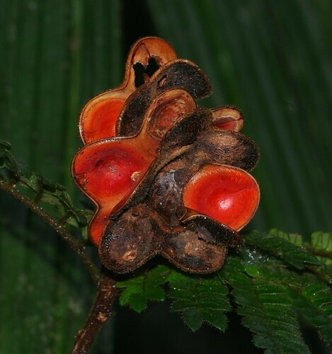 Jupunba barbouriana · iNaturalist