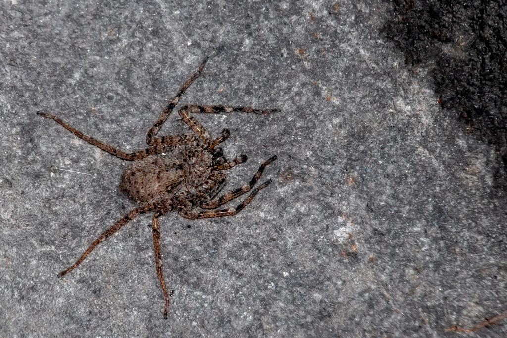 Selenops mexicanus from Colinas de San Javier, Guadalajara, Jal ...