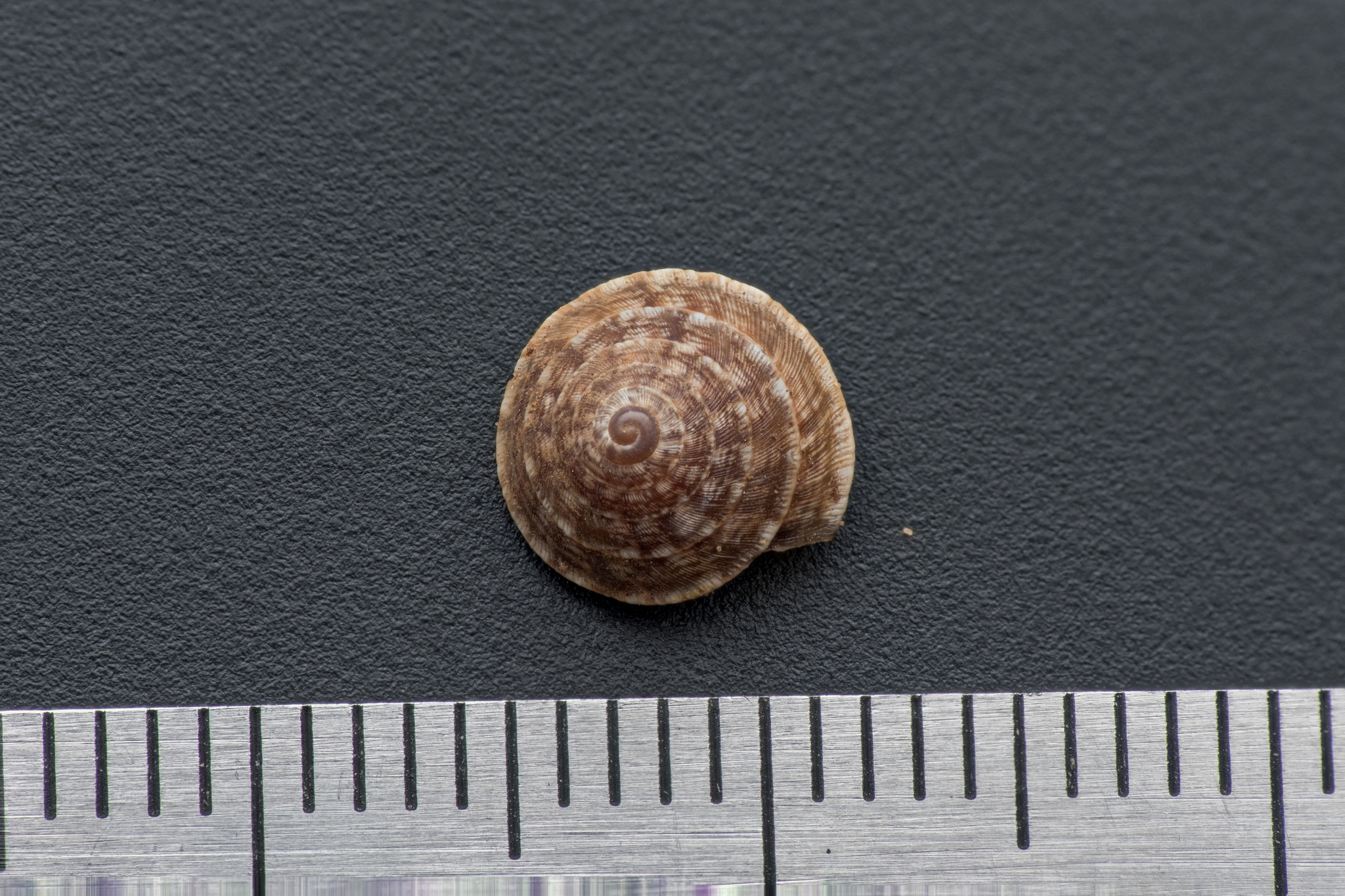 Trochoidea elegans (Gmelin, 1791)