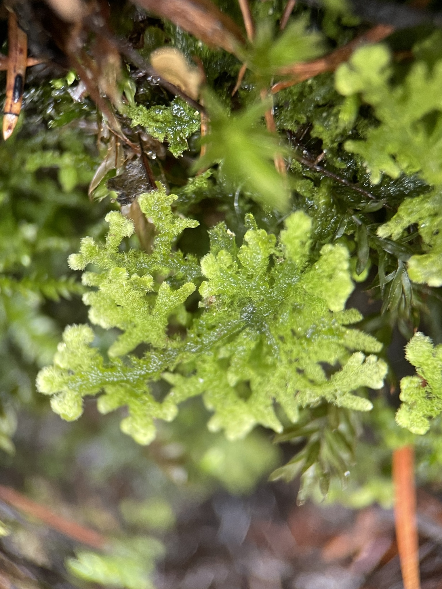 Trichocoleaceae
