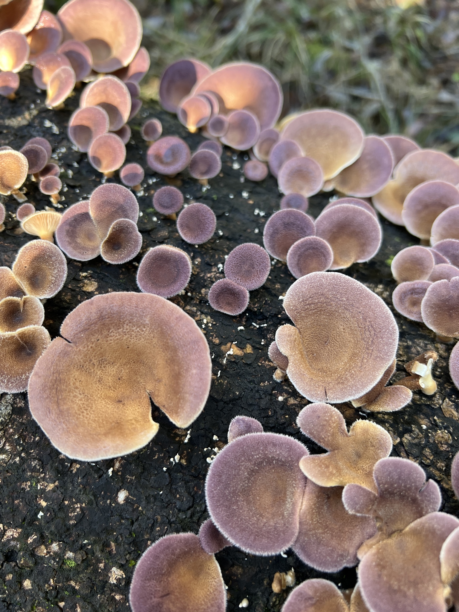 Panus neostrigosus Drechsler-Santos & Wartchow