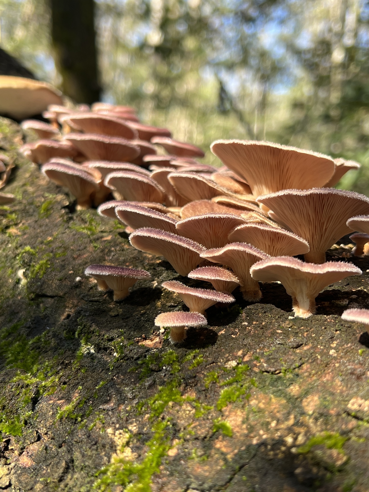 Panus neostrigosus Drechsler-Santos & Wartchow