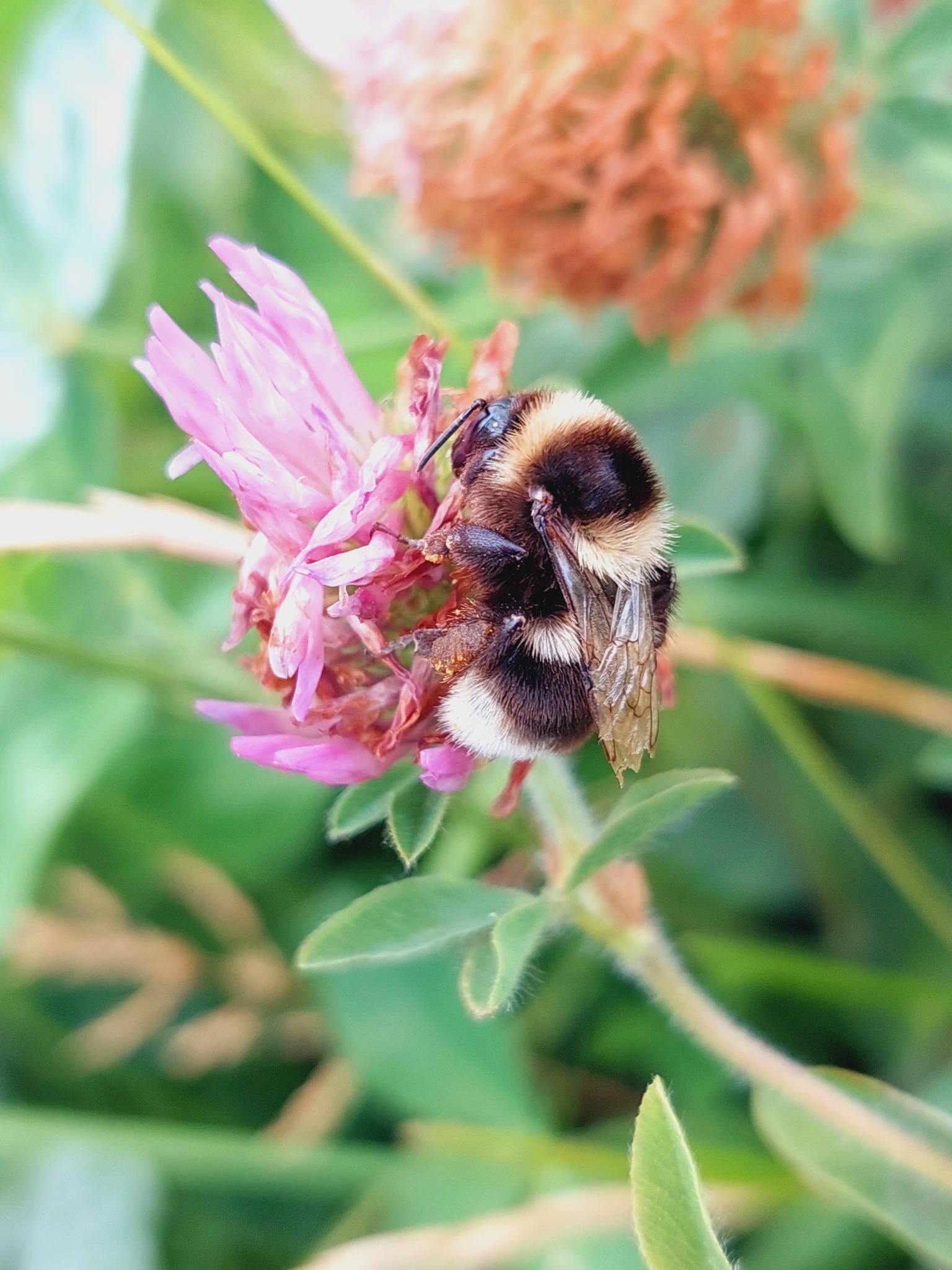 Bombus ruderatus (Fabricius, 1775)