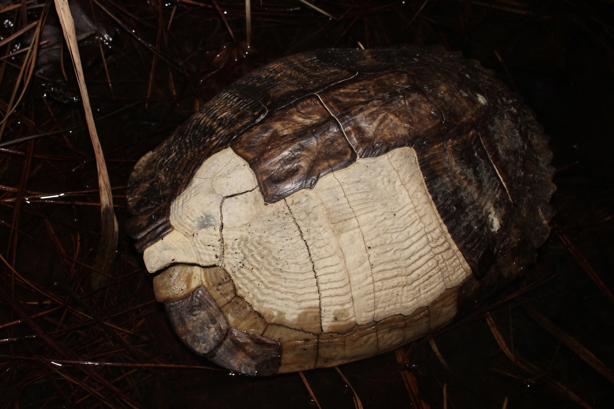 Trachemys scripta scripta