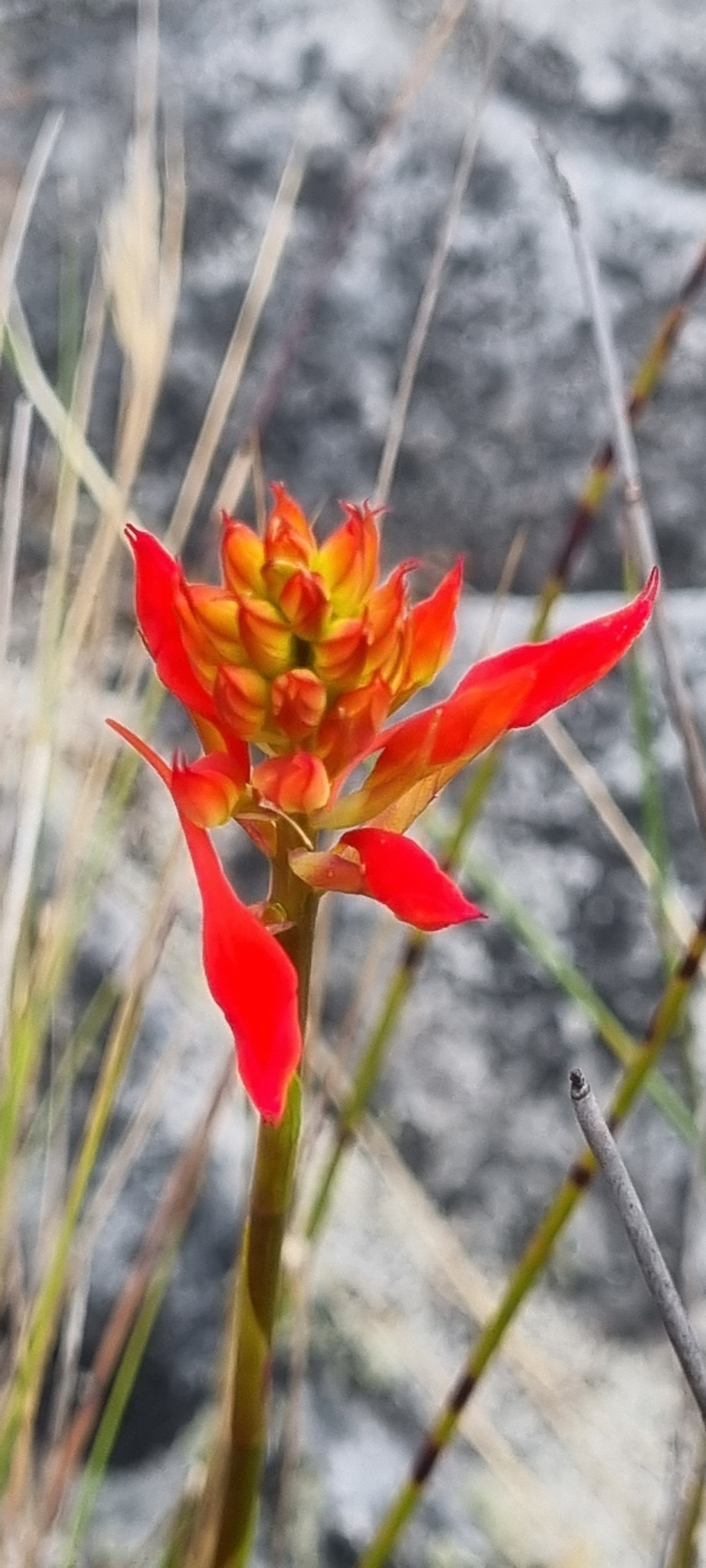 Disa ferruginea Sw.