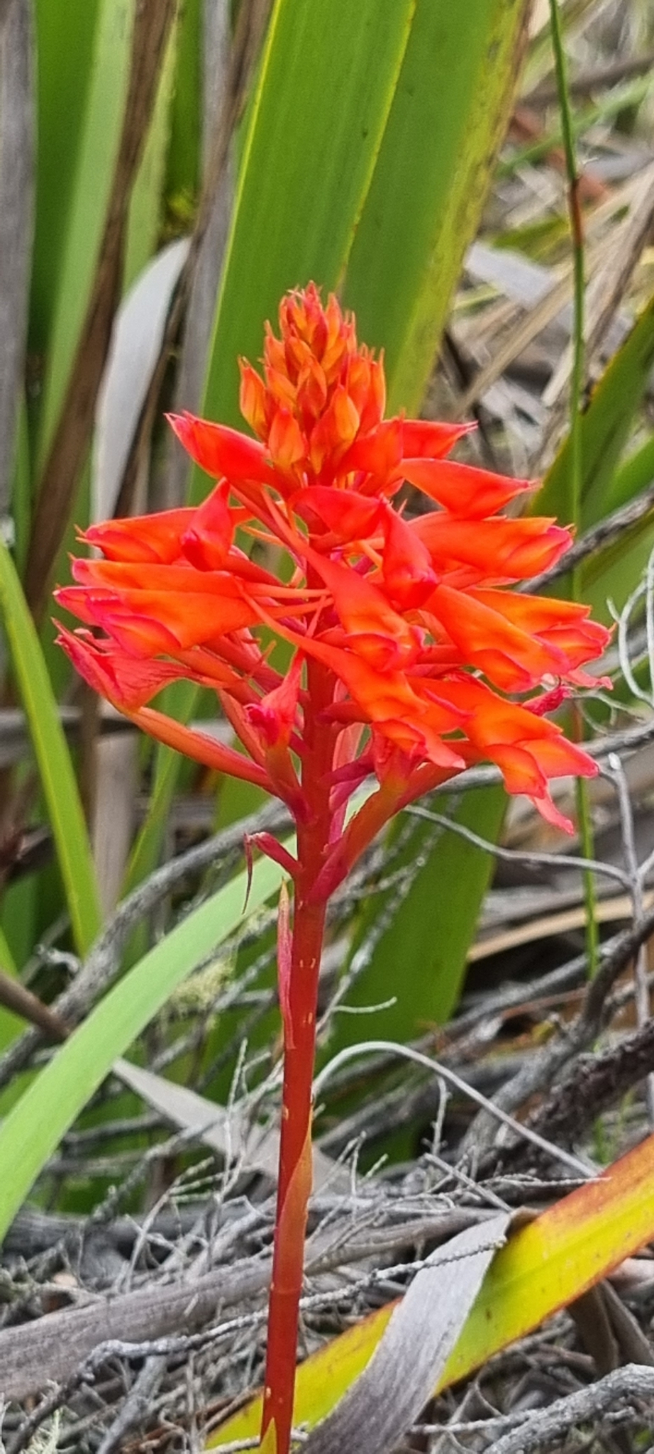 Disa ferruginea Sw.