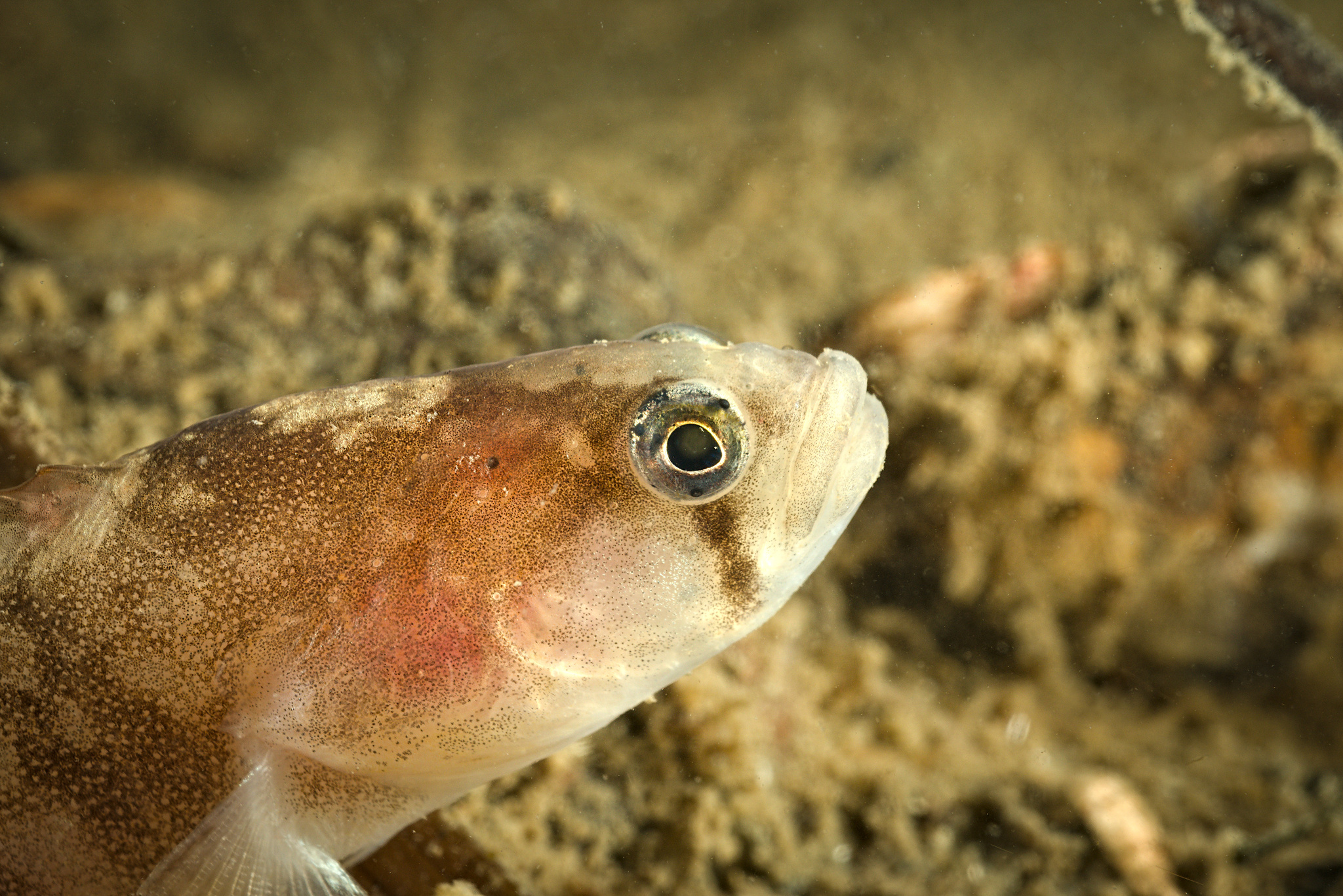 Pholis gunnellus (Linnaeus, 1758)