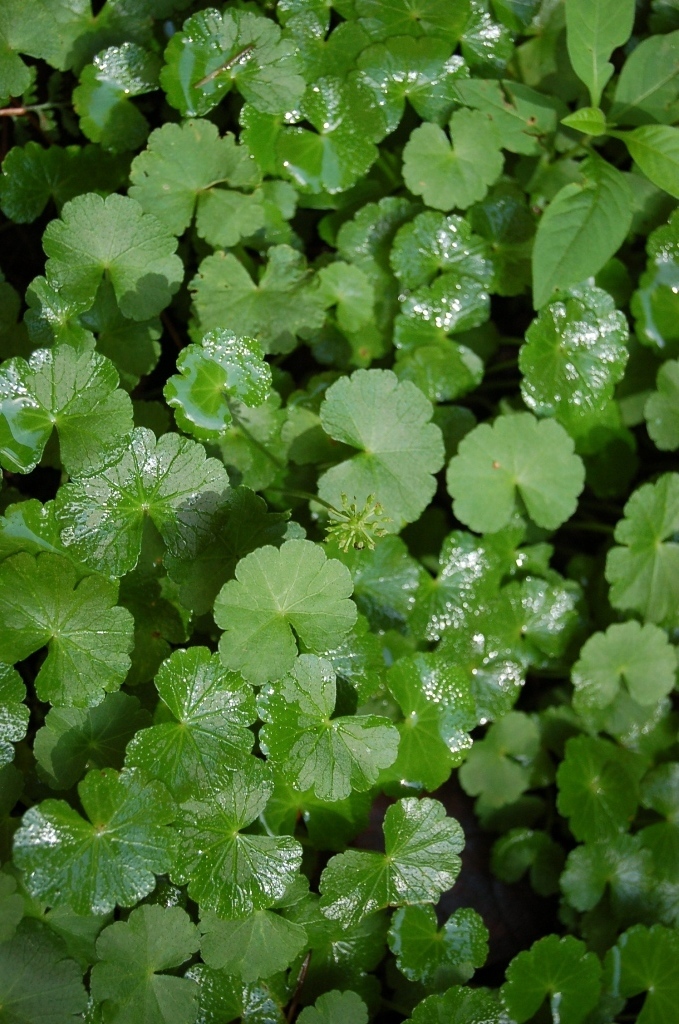 (Hydrocotyle mexicana) - Botanical Realm