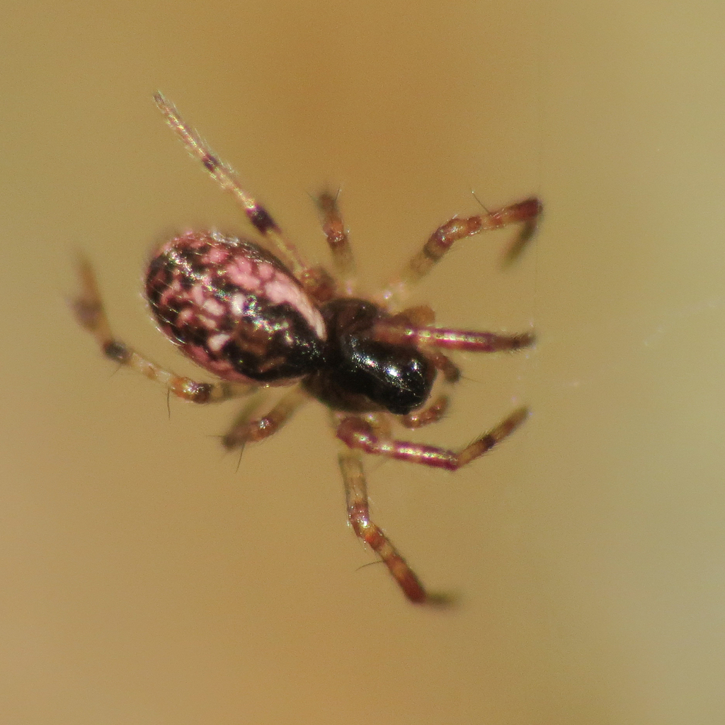 Neriene digna from Vashon, WA 98070, USA on January 11, 2023 at 12:36 ...