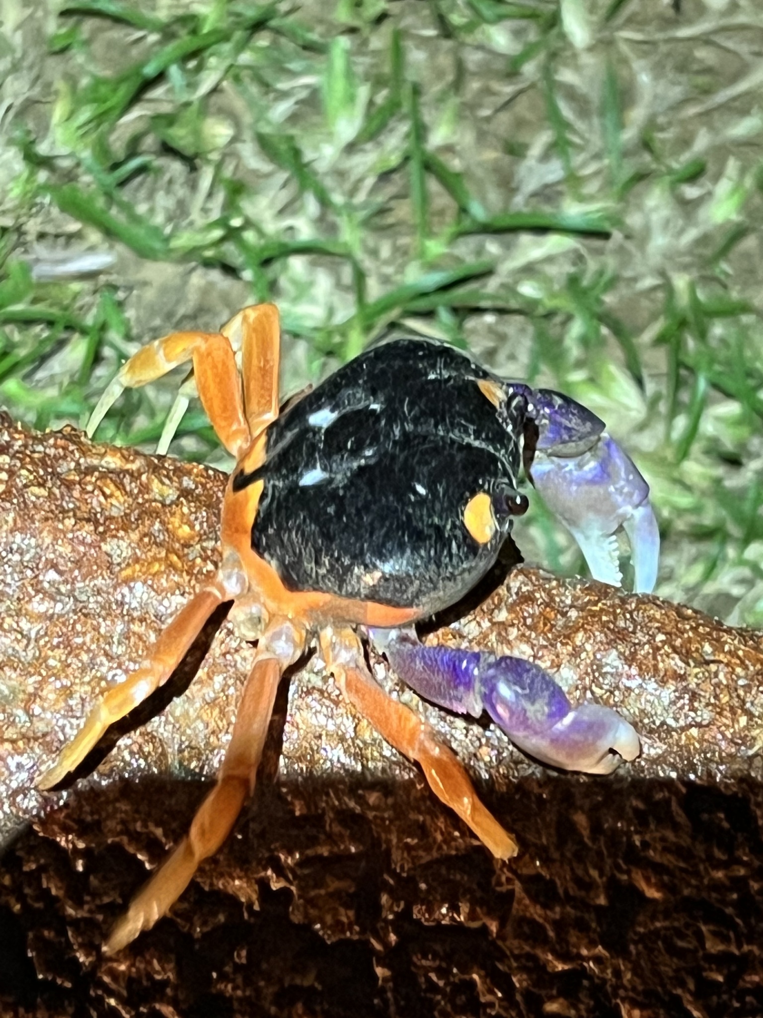 Gecarcinus quadratus de Saussure, 1853