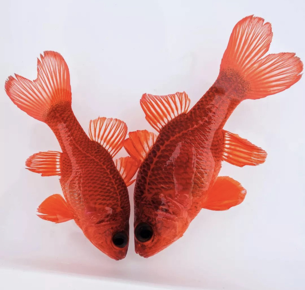 Big Red Cardinalfish (Apogon unicolor) - Marine Life Identification